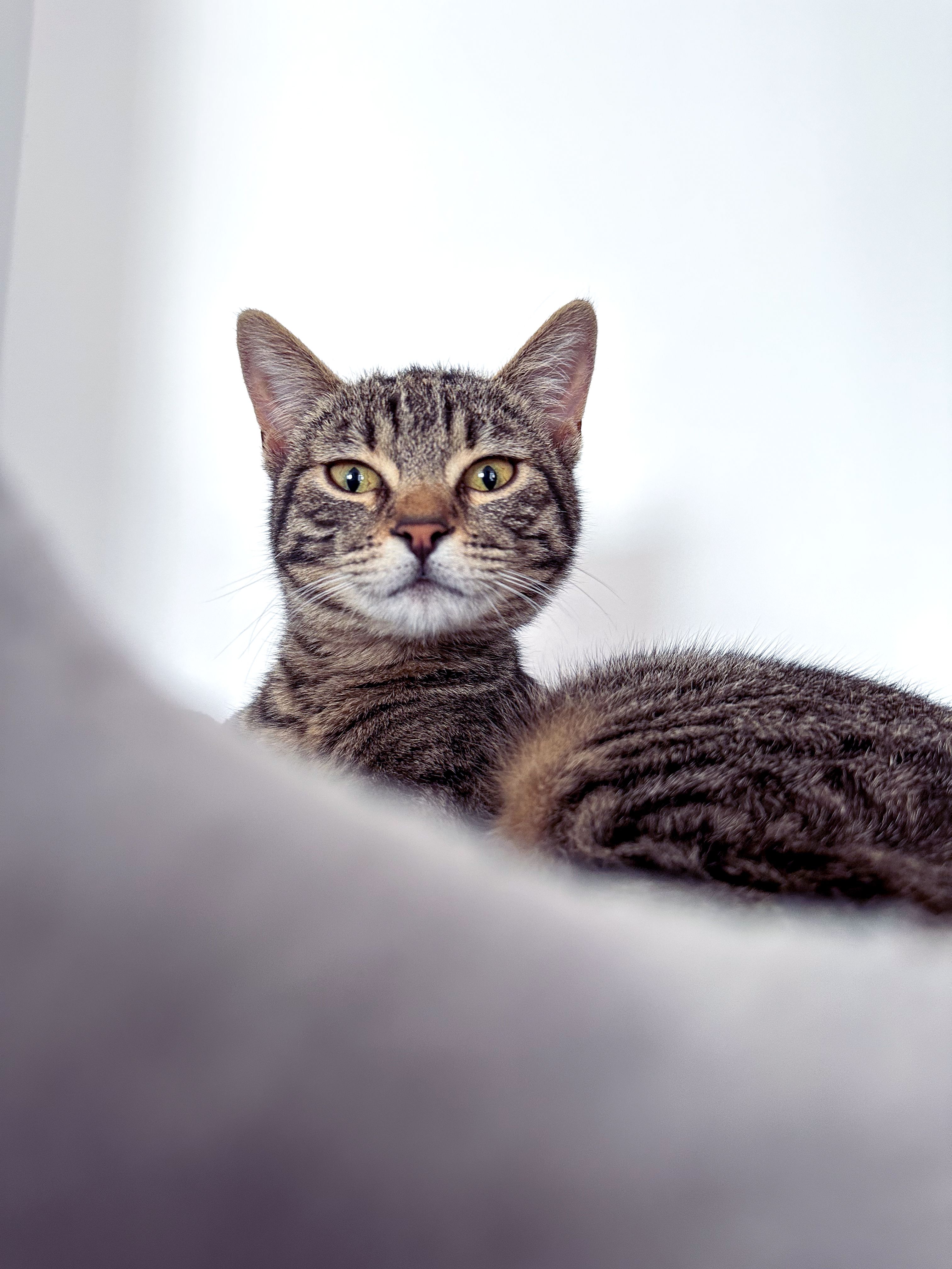 Victorious Cat Photos, Download The BEST Free Victorious Cat Stock ...