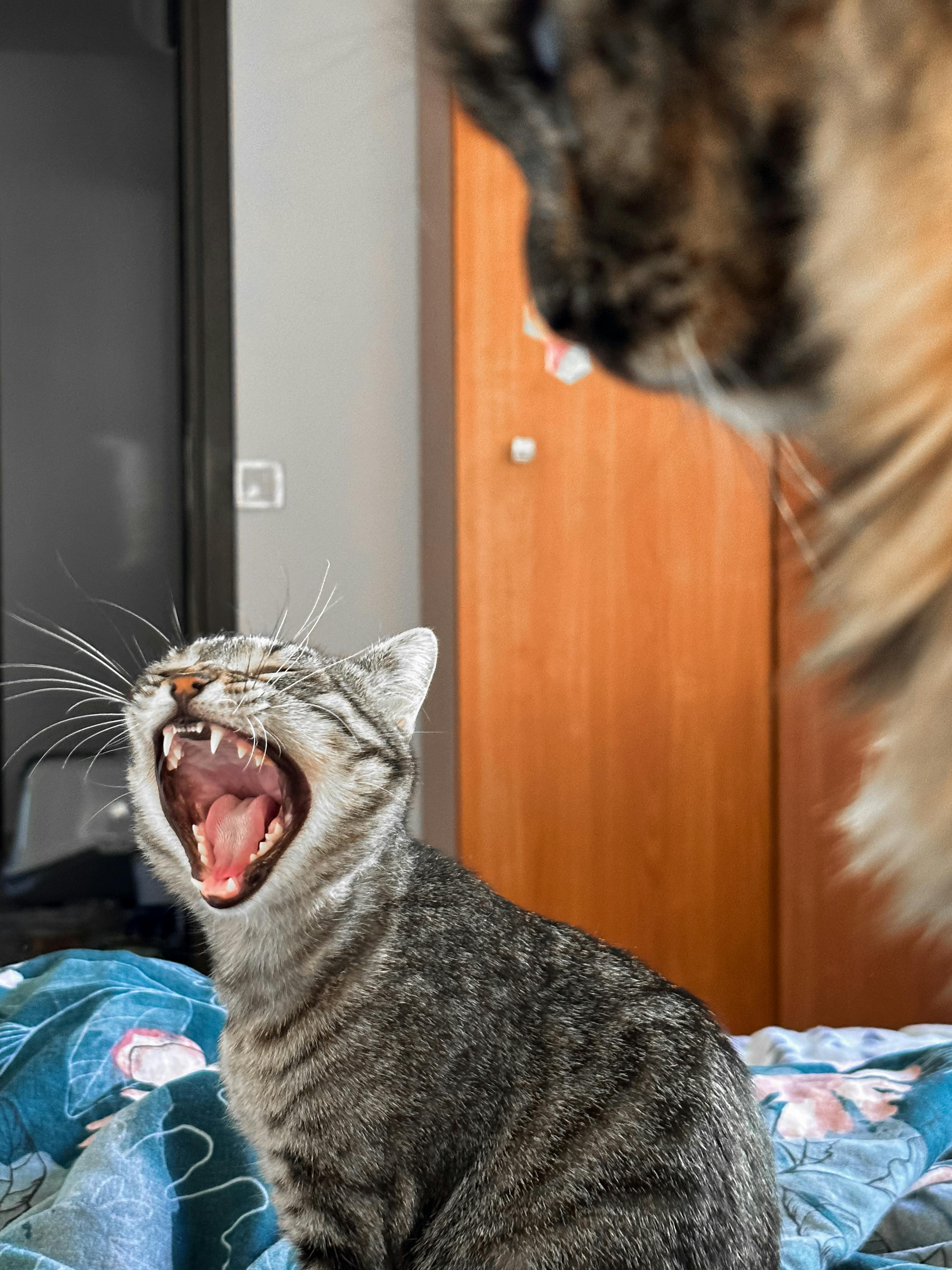 Cats in Apartment · Free Stock Photo