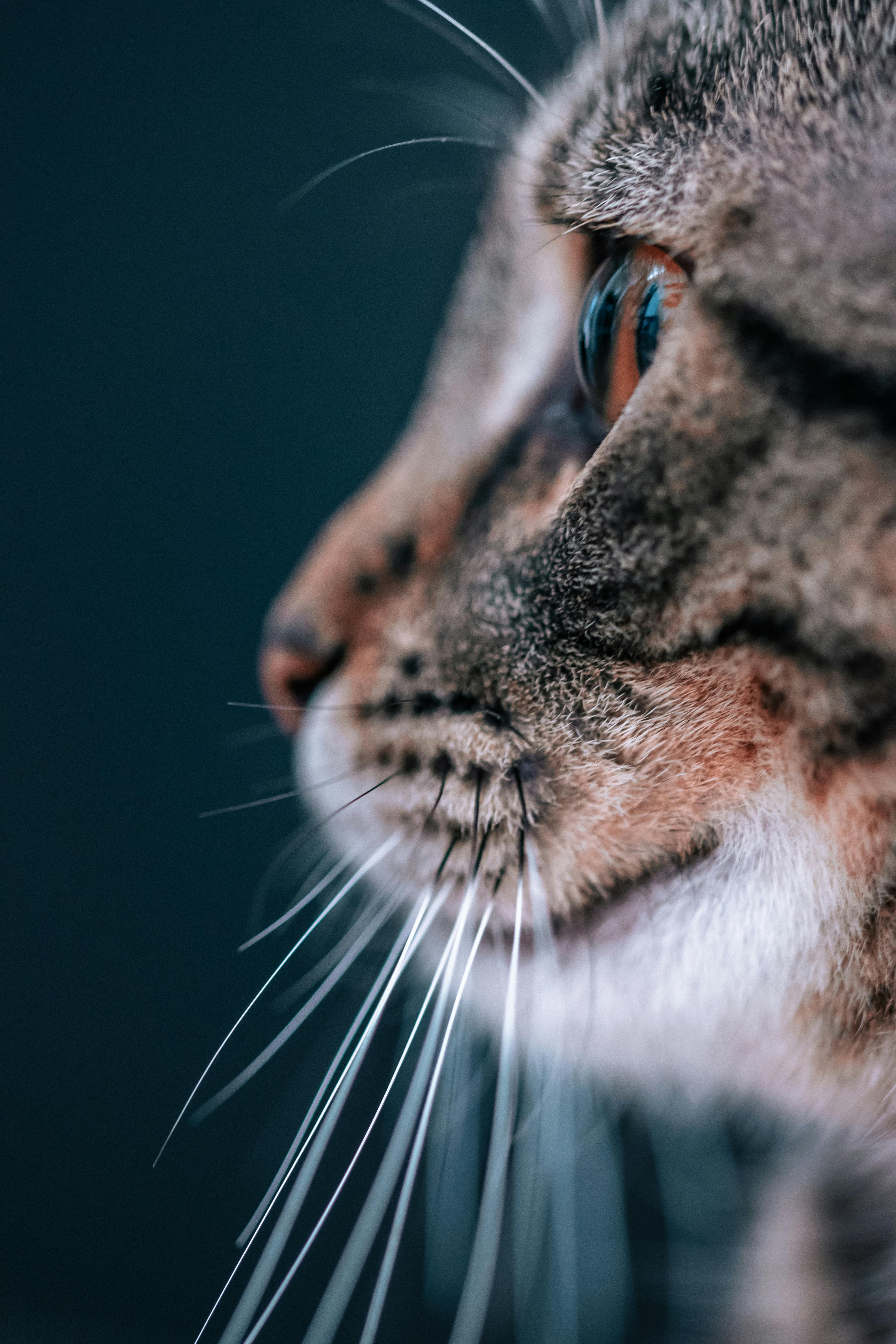Cat in Close Up · Free Stock Photo
