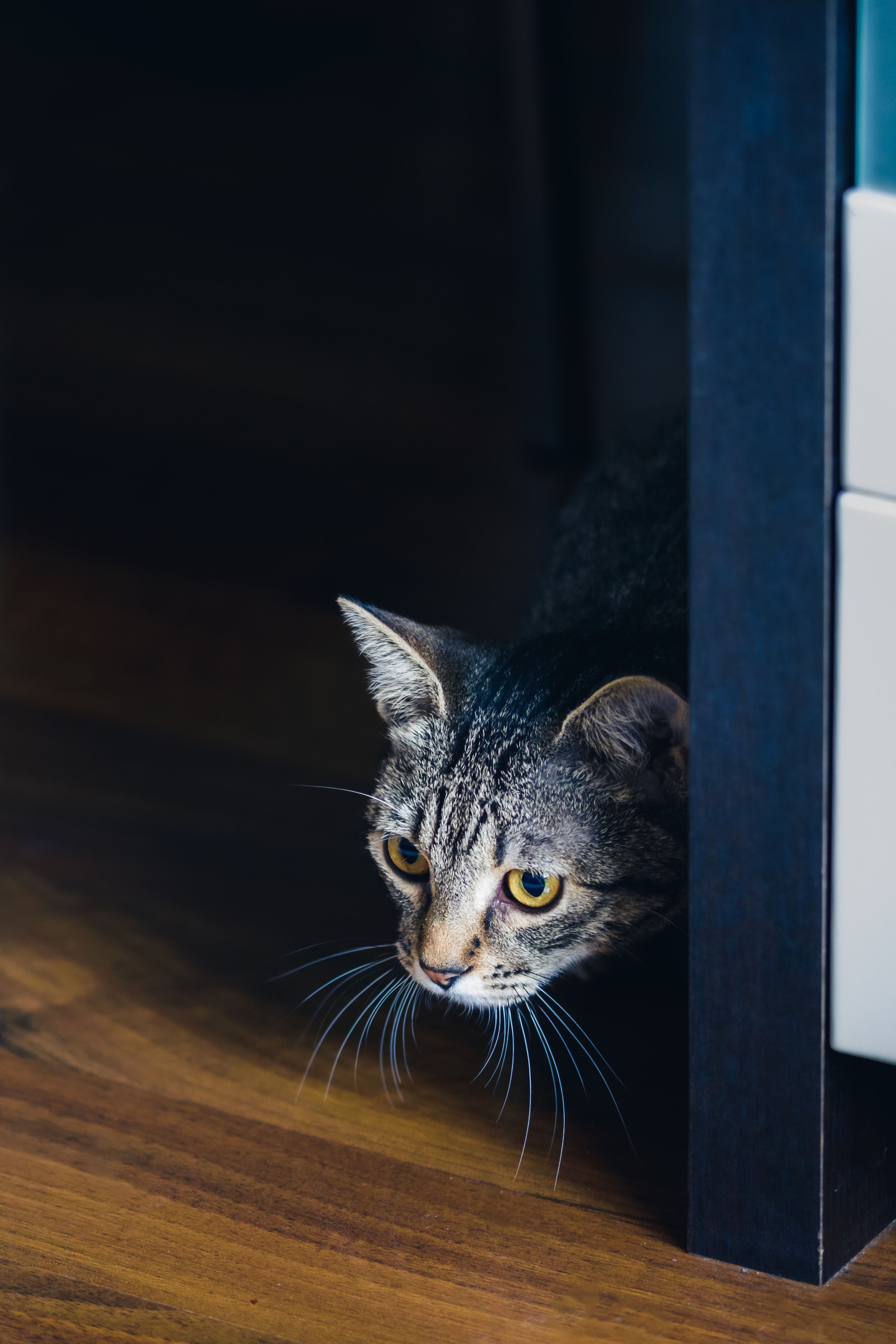5.696+ Fotos y Imágenes de Gato asustado Gratis · Banco de Fotos Gratis