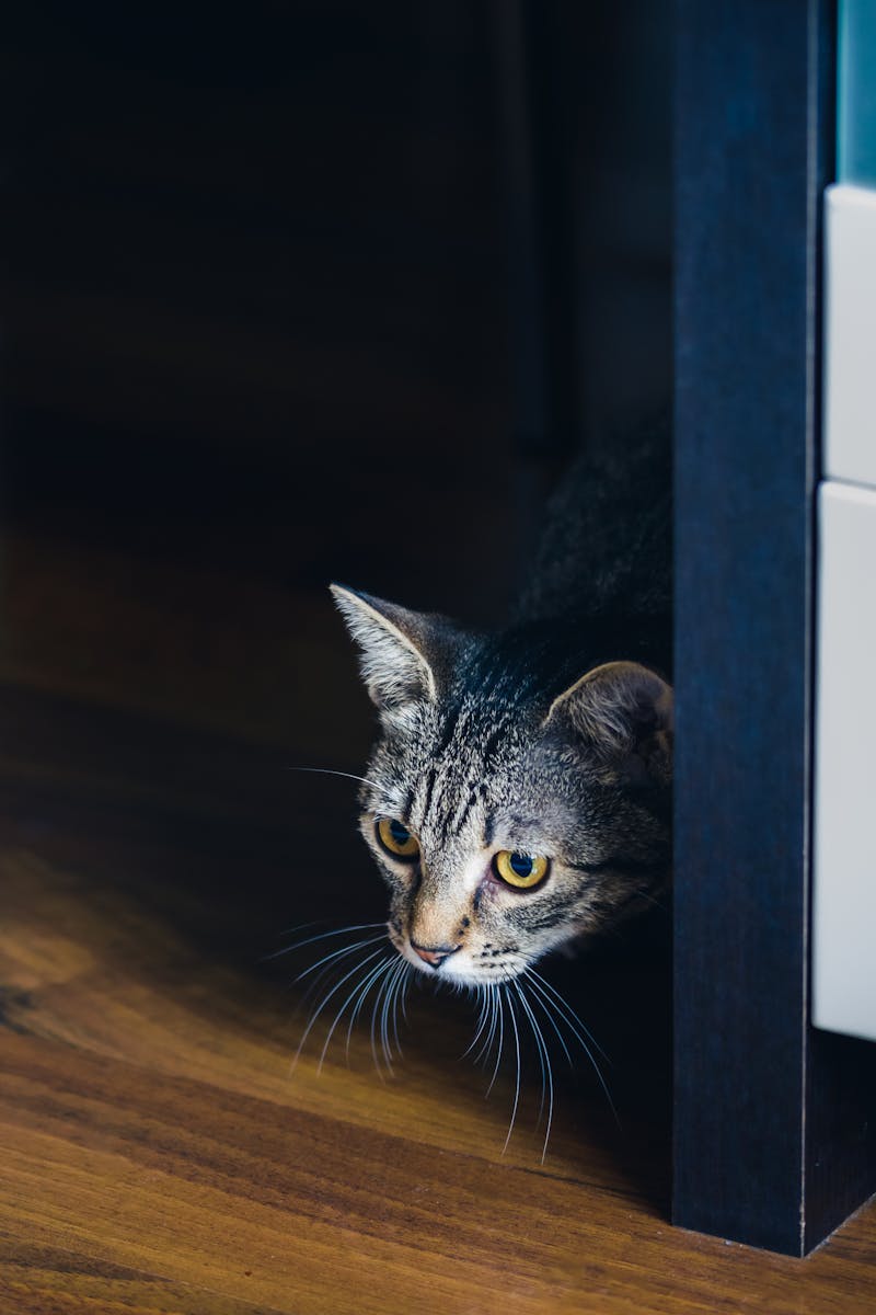 Scared Cat Photos, Download The BEST Free Scared Cat Stock Photos & HD ...