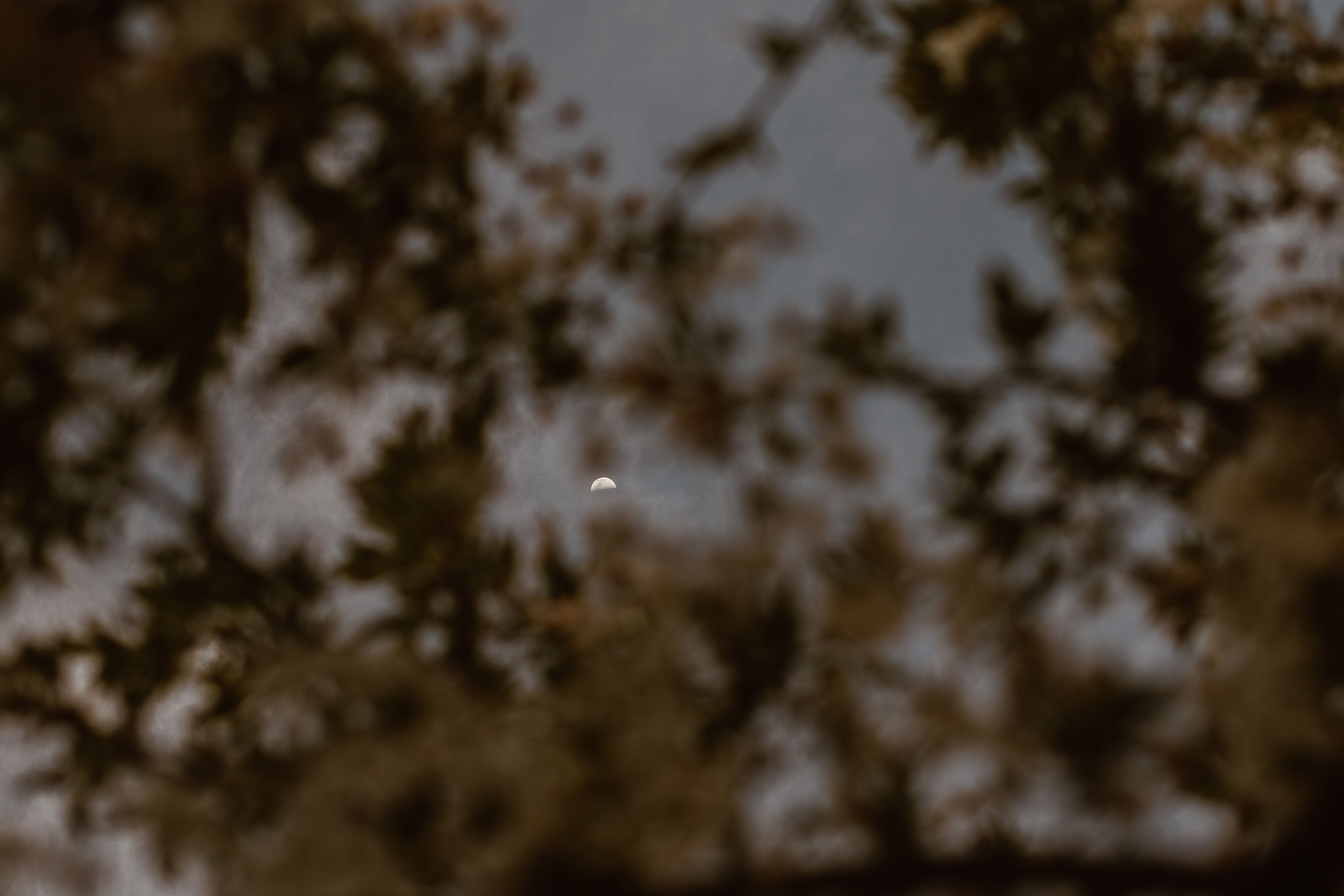 Blurred Leaves and Branches with Moon behind · Free Stock Photo