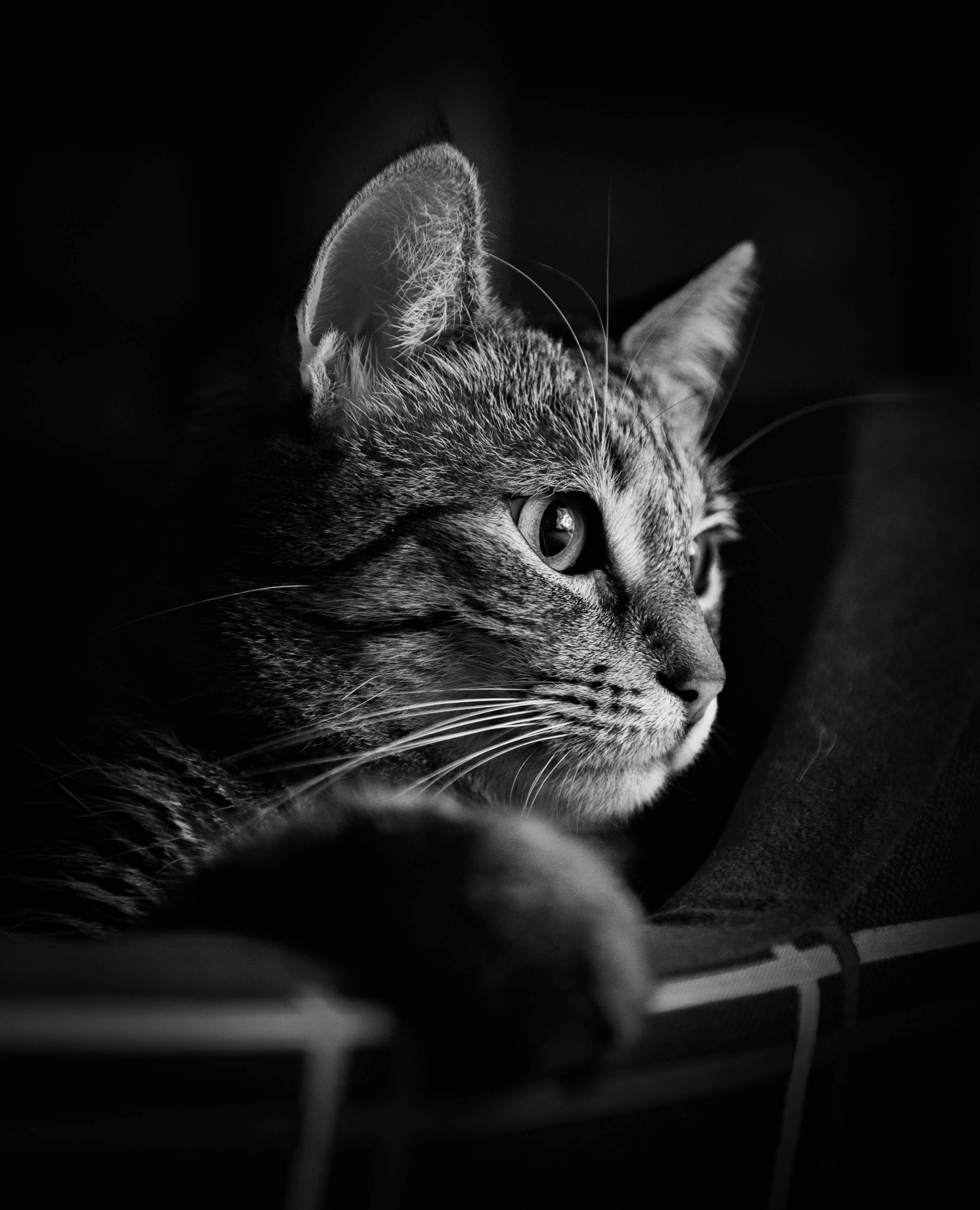 Cat Head in Black and White · Free Stock Photo