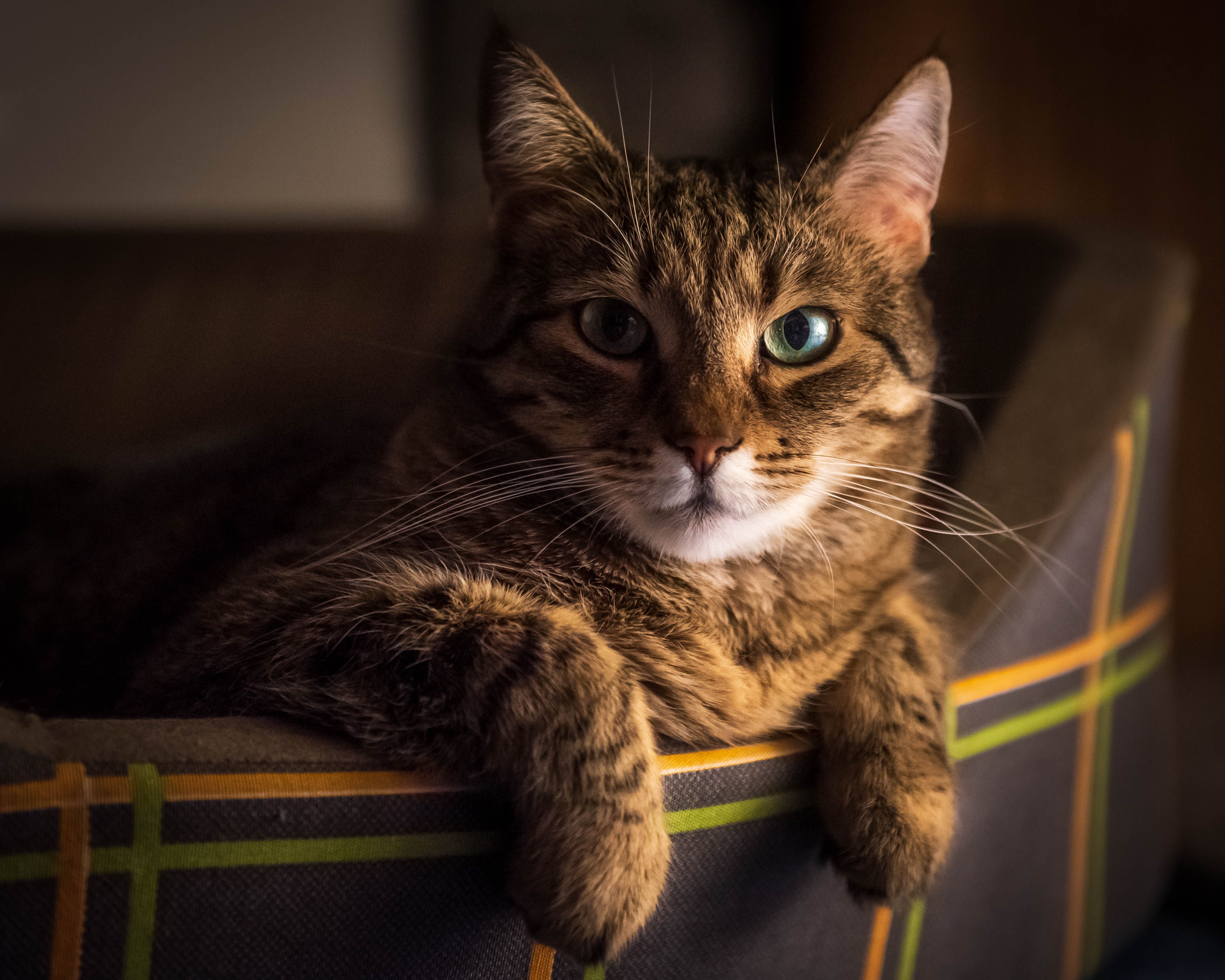 Orange Tabby Cat on White Table · Free Stock Photo