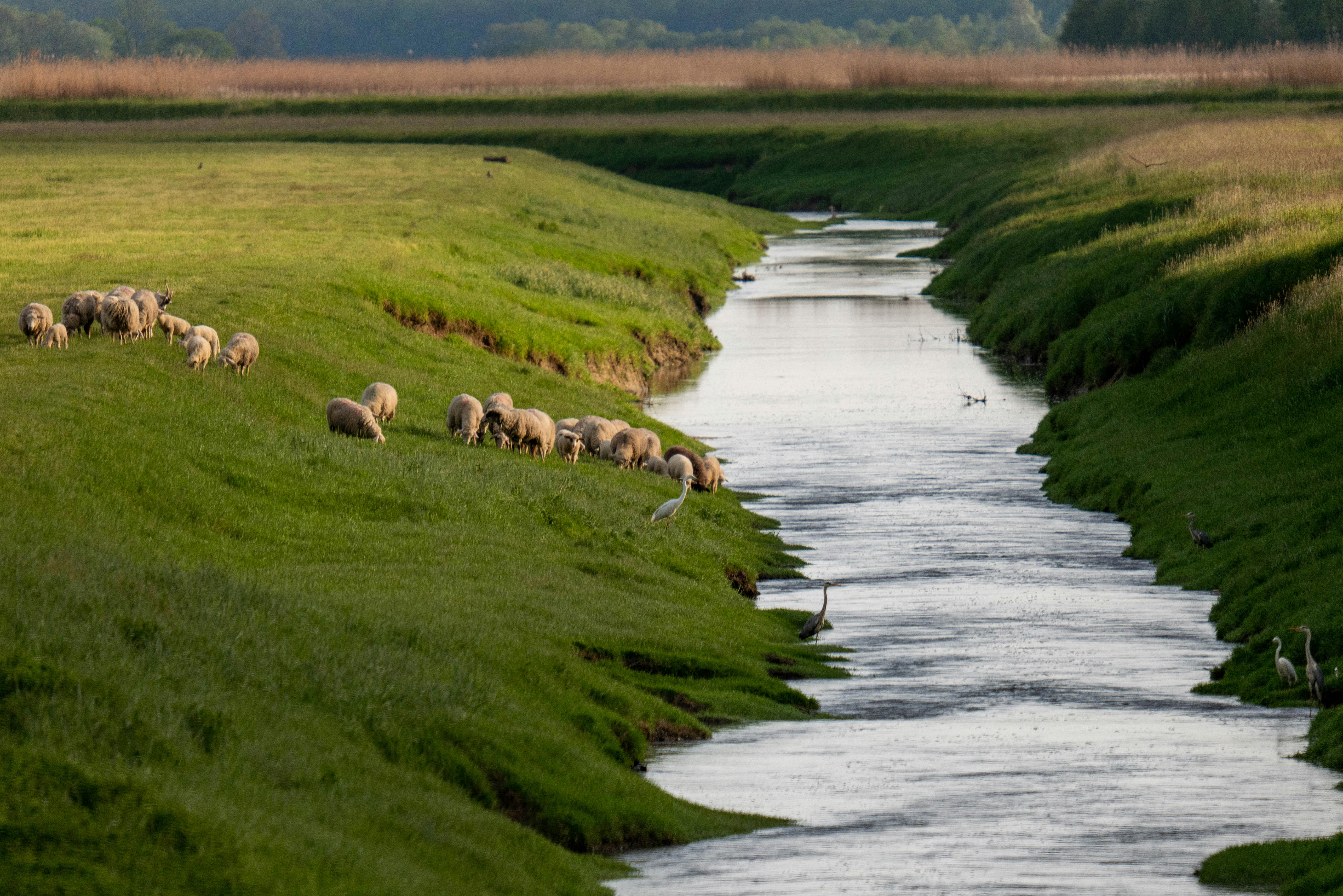 Sheep on Pasture near River · Free Stock Photo