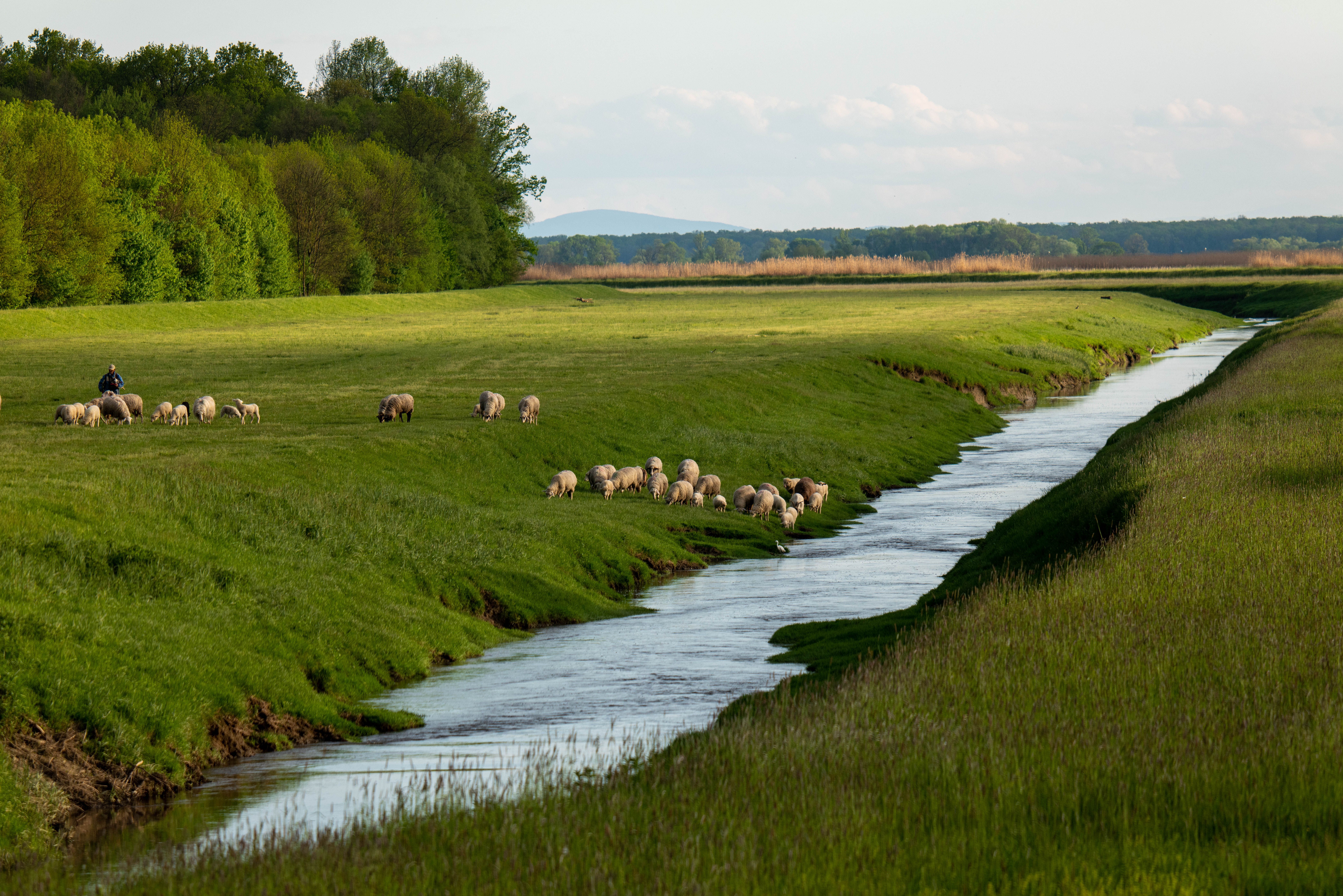 River near Pasture for Sheep · Free Stock Photo