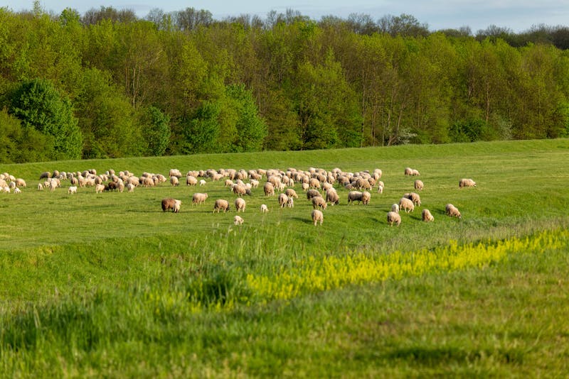 Pasturage Photos, Download The BEST Free Pasturage Stock Photos & HD Images
