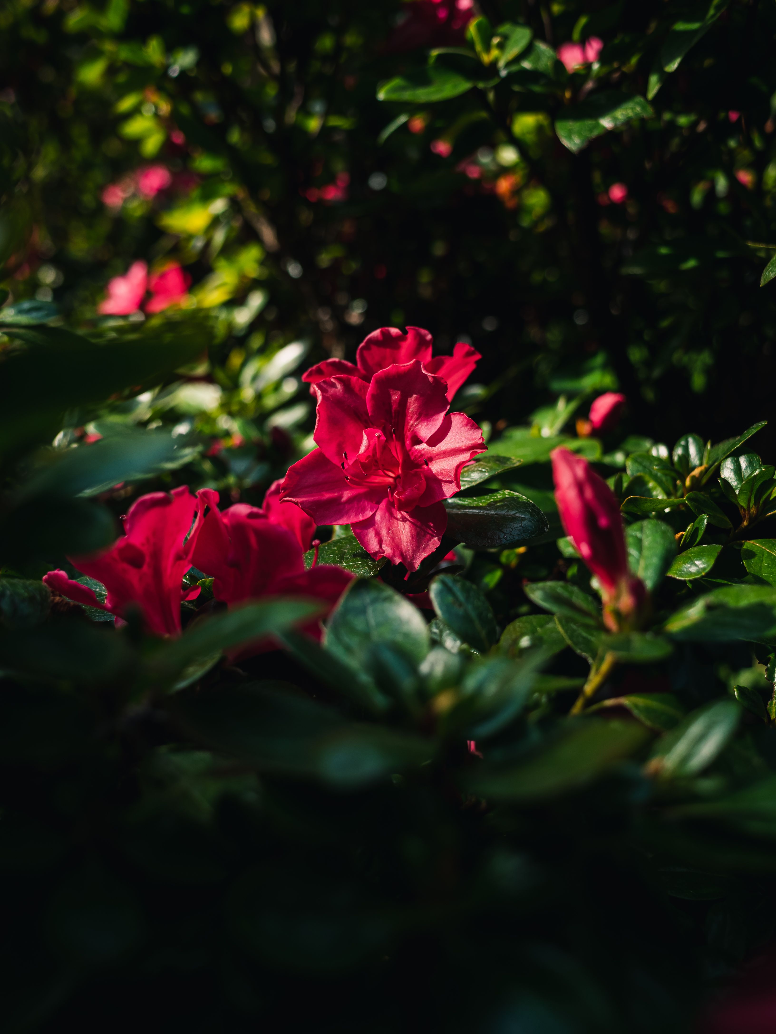 Pink Azalea Bush in Bloom · Free Stock Photo