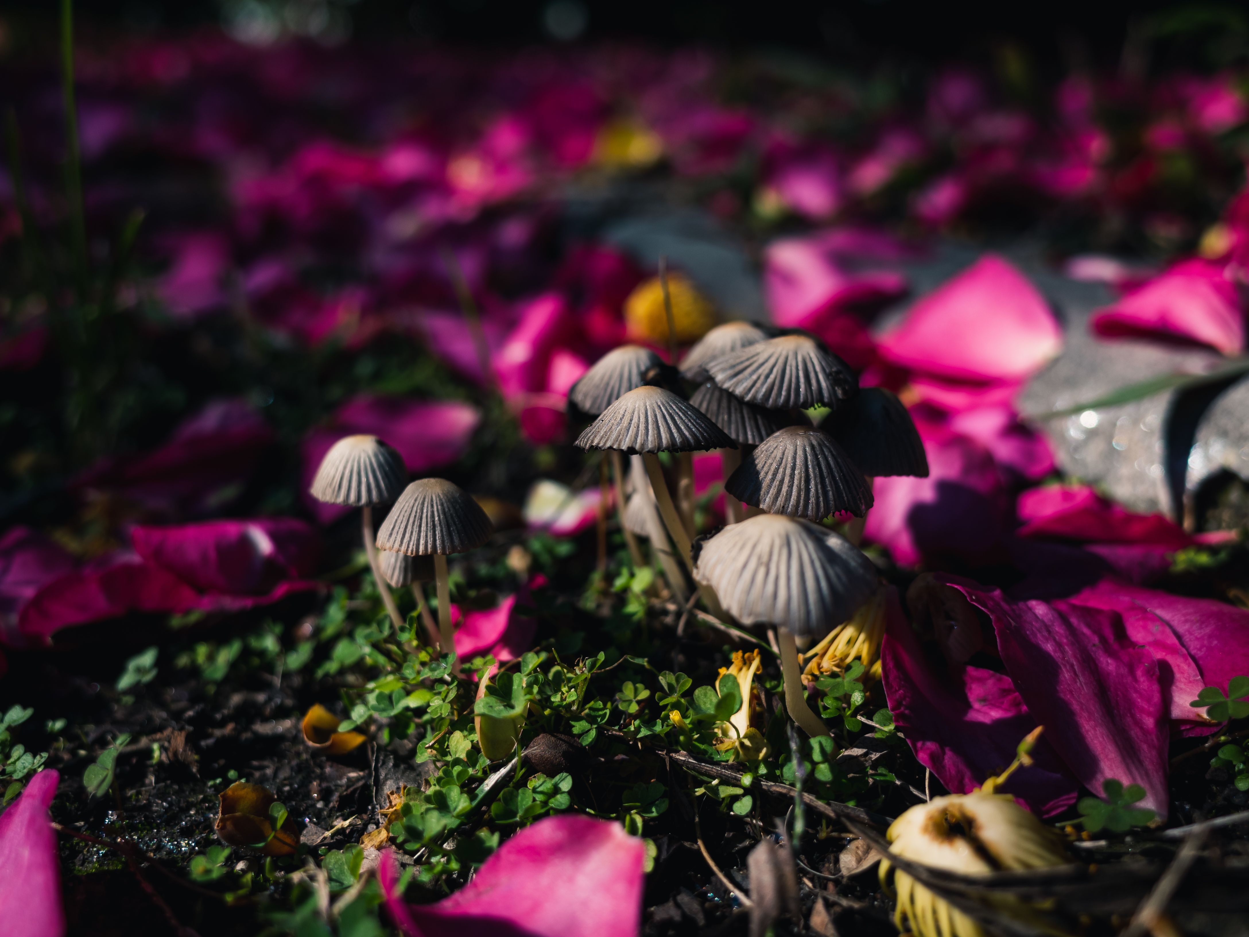 Dark Mushrooms Photos, Download The BEST Free Dark Mushrooms Stock ...