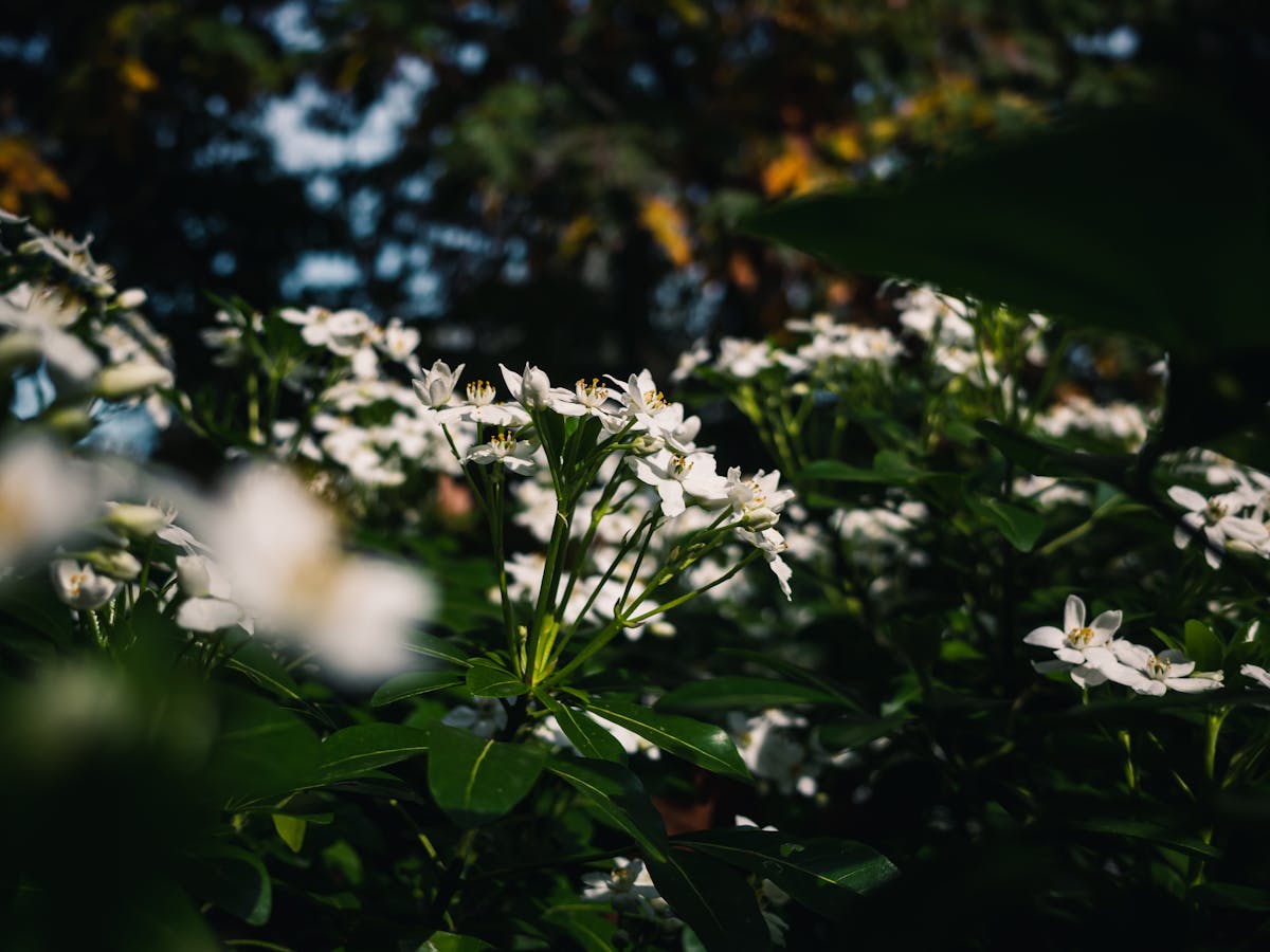 Mexican Olive Tree Blossoms Photos, Download The BEST Free Mexican ...