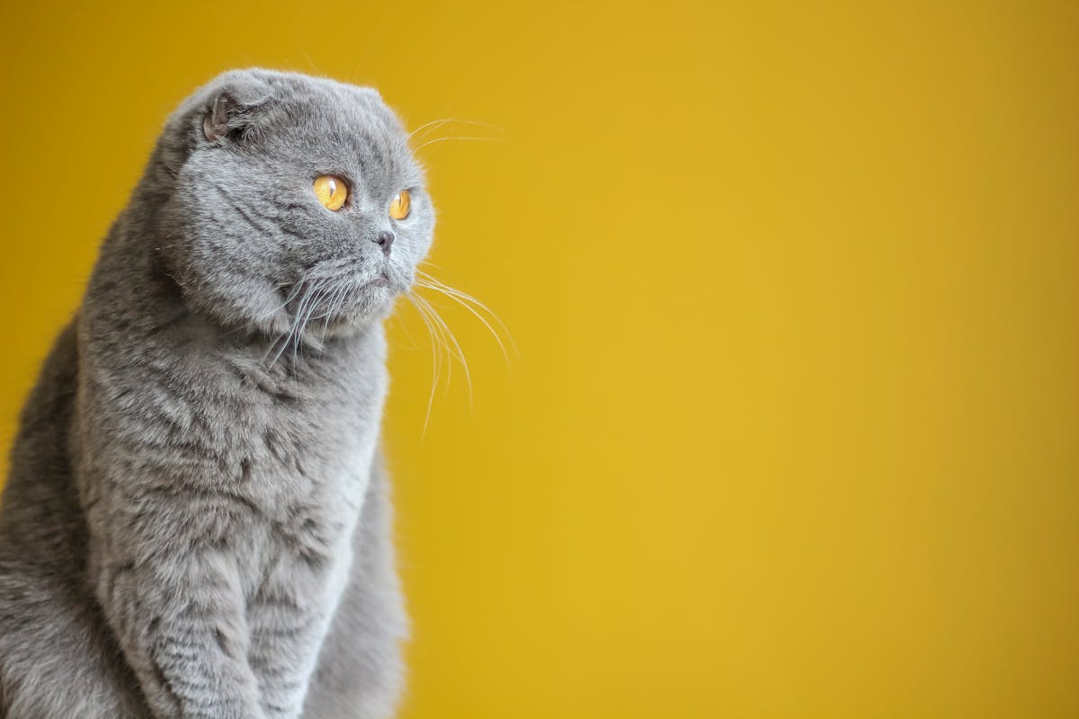Cat Yellow Background Photos, Download The BEST Free Cat Yellow ...