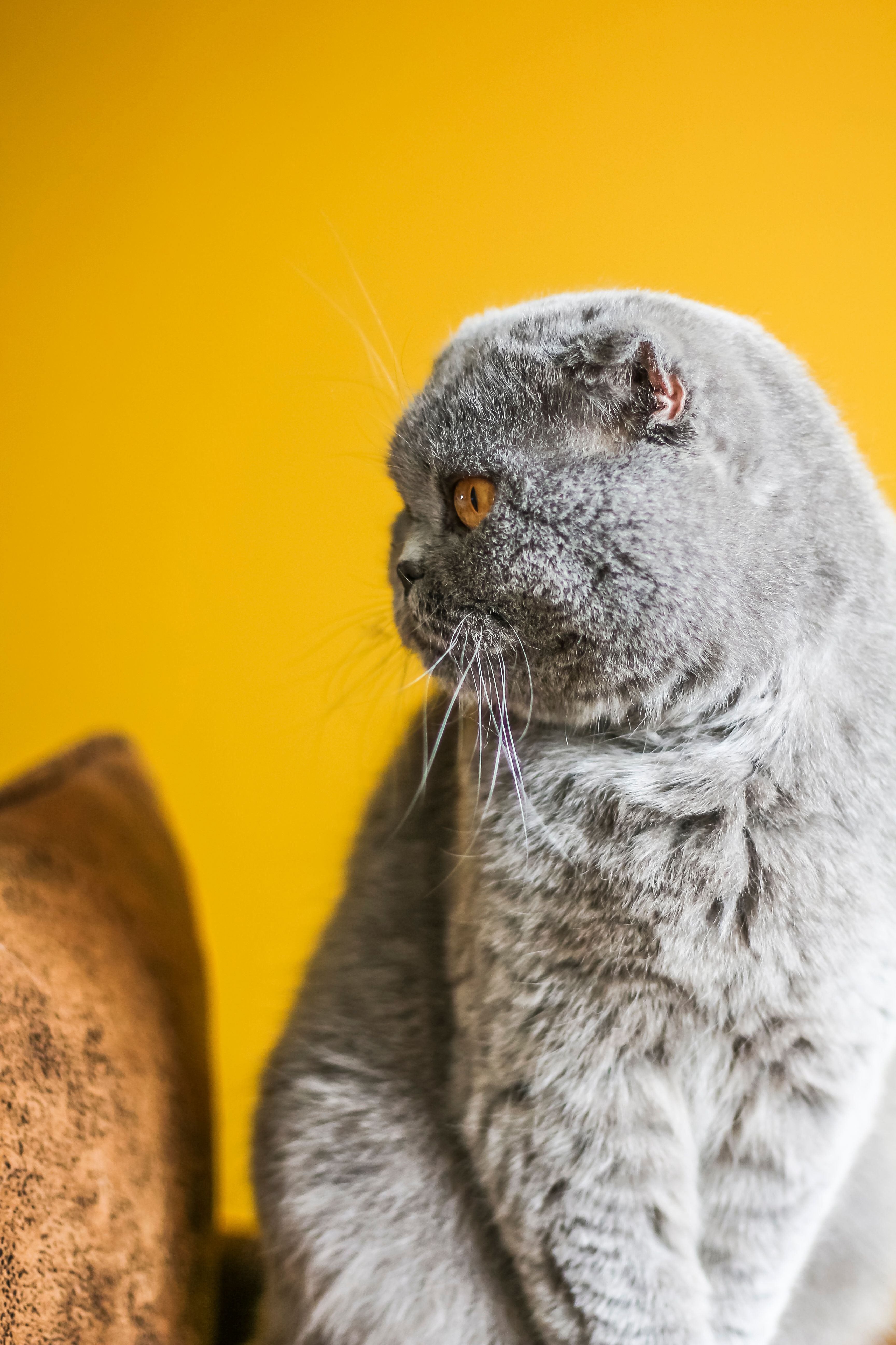 Portrait of Scottish Fold · Free Stock Photo