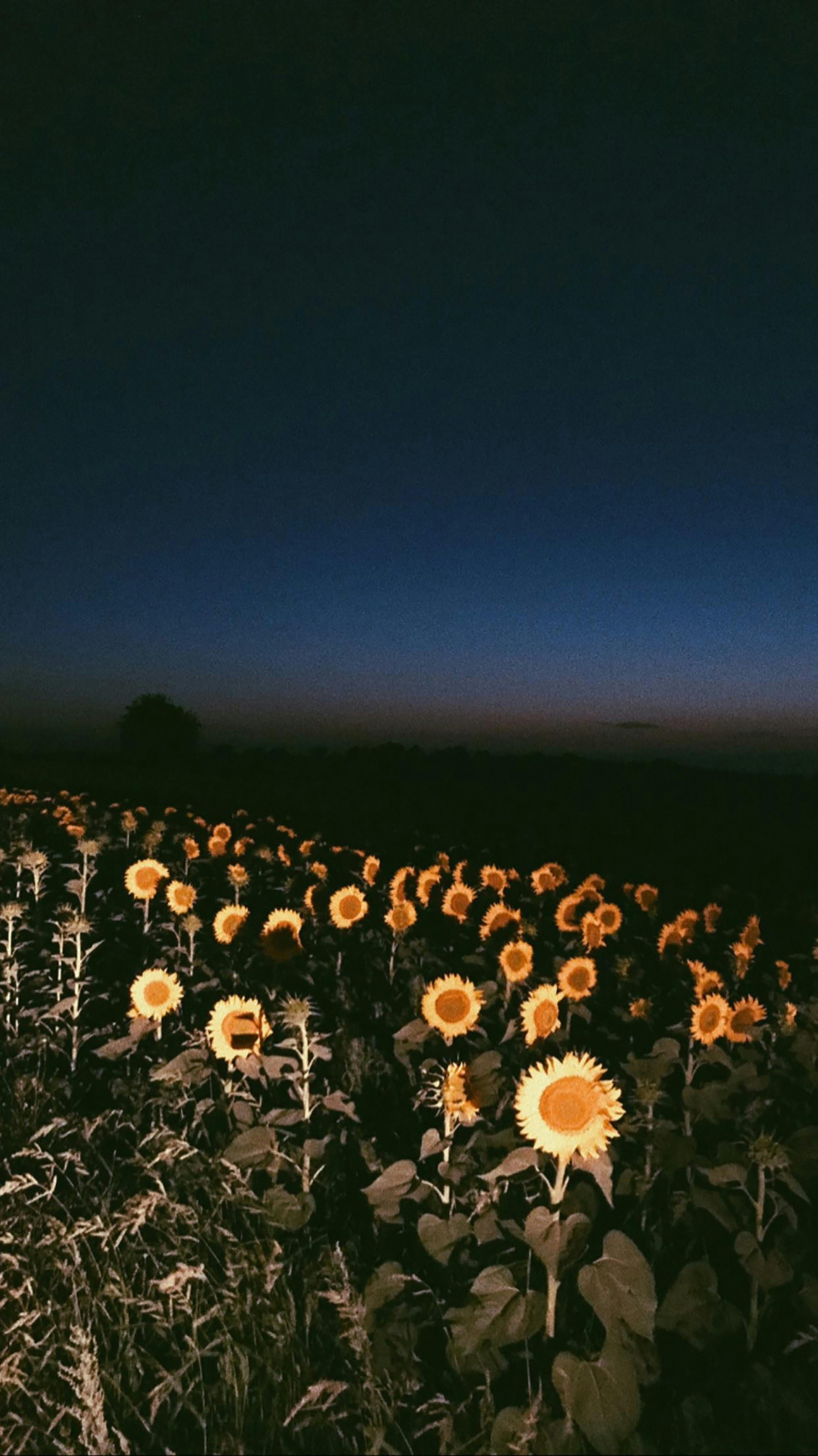 Field of Sunflowers at Night · Free Stock Photo