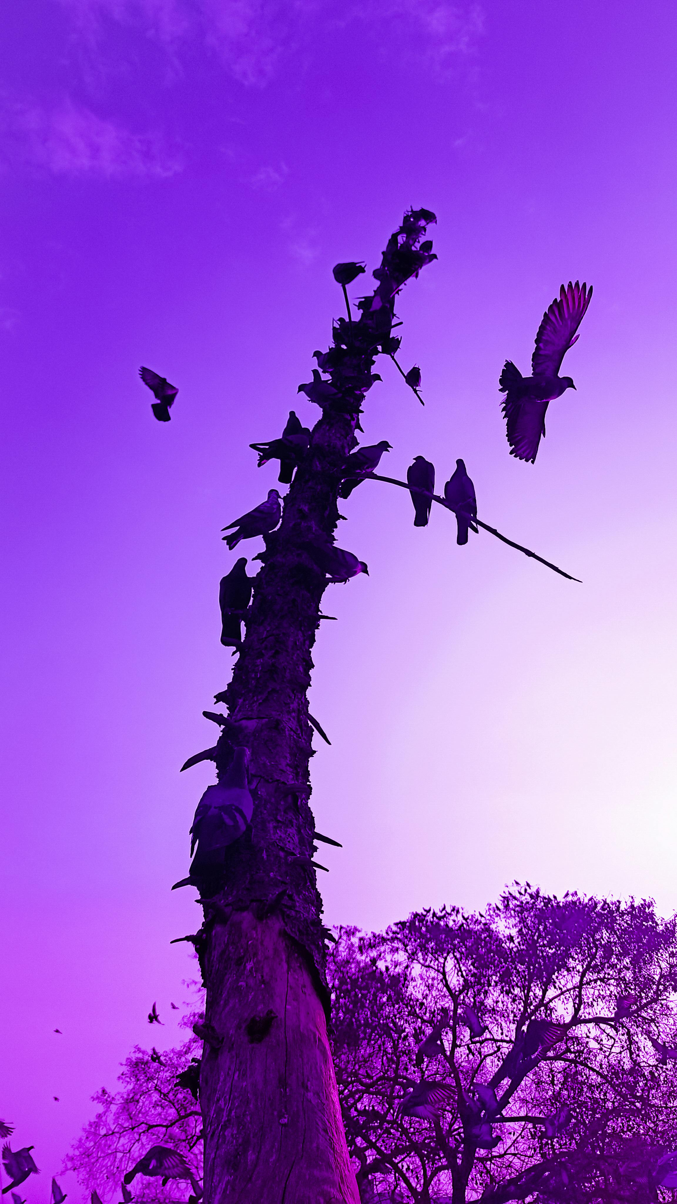 Lucky Lokesh Loki - 사진