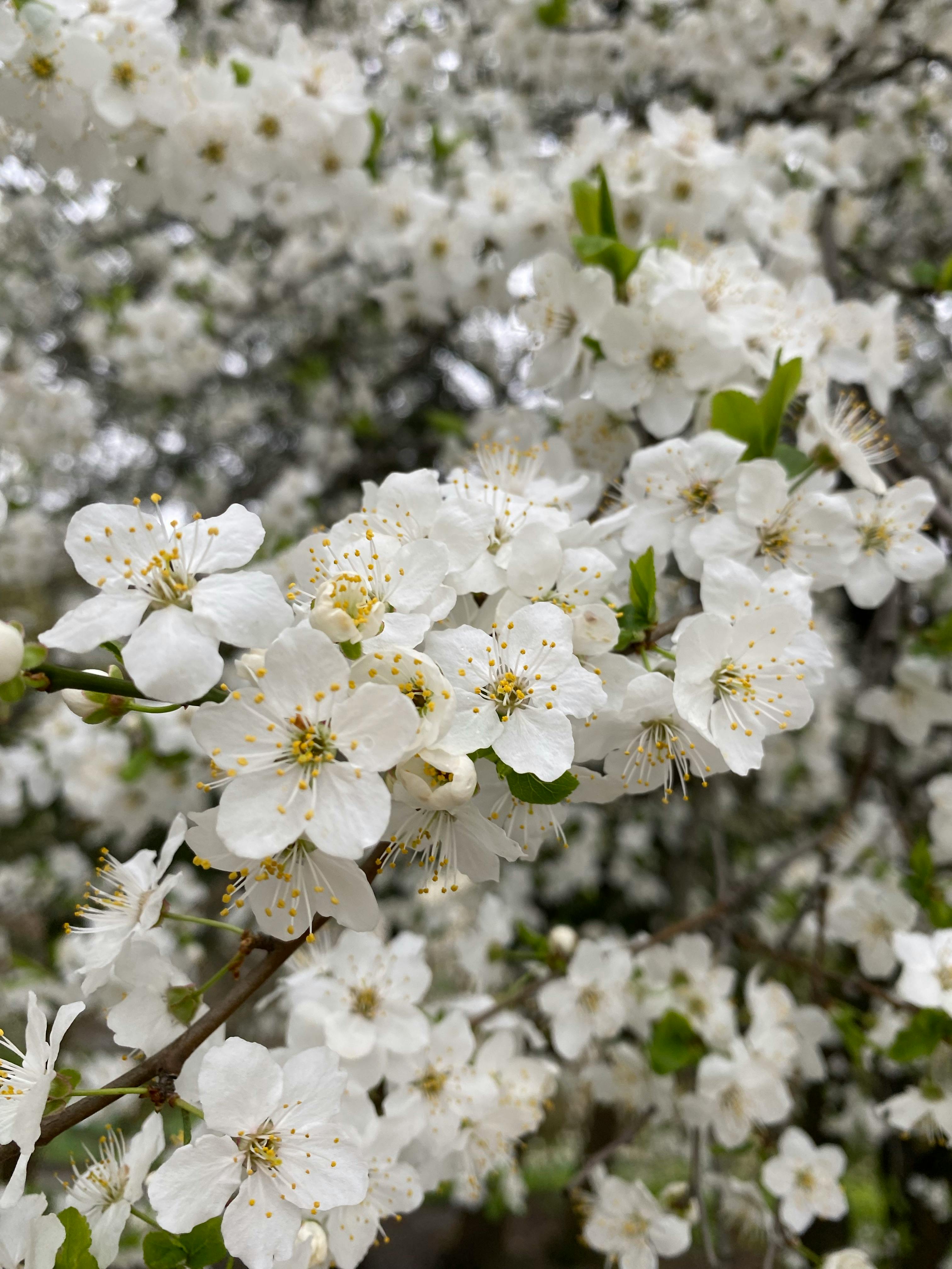 A Blooming Apple Tree · Free Stock Photo
