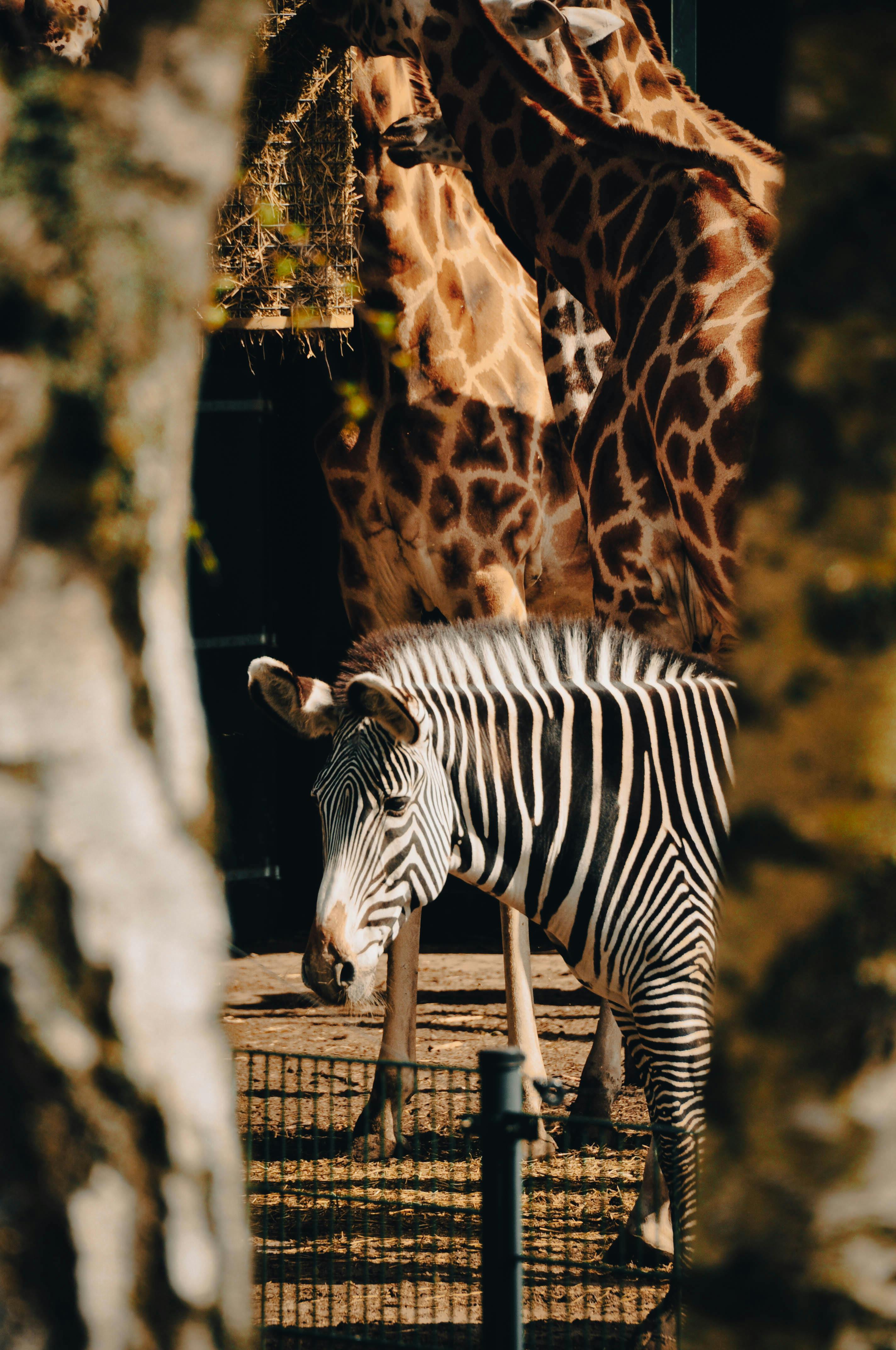 Zebra and Giraffes in Zoo · Free Stock Photo