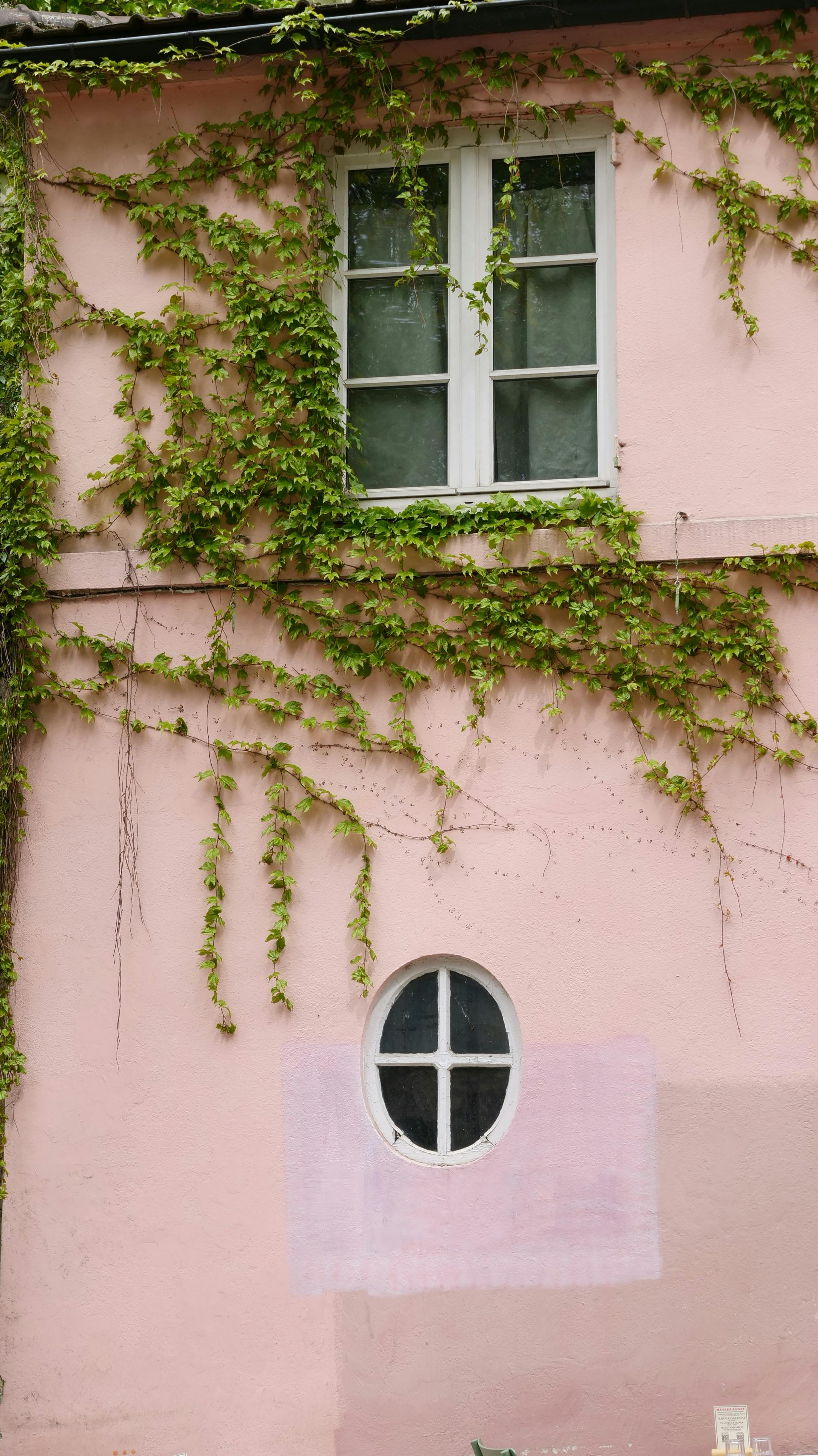 Ivy Growing on Pink Wall · Free Stock Photo