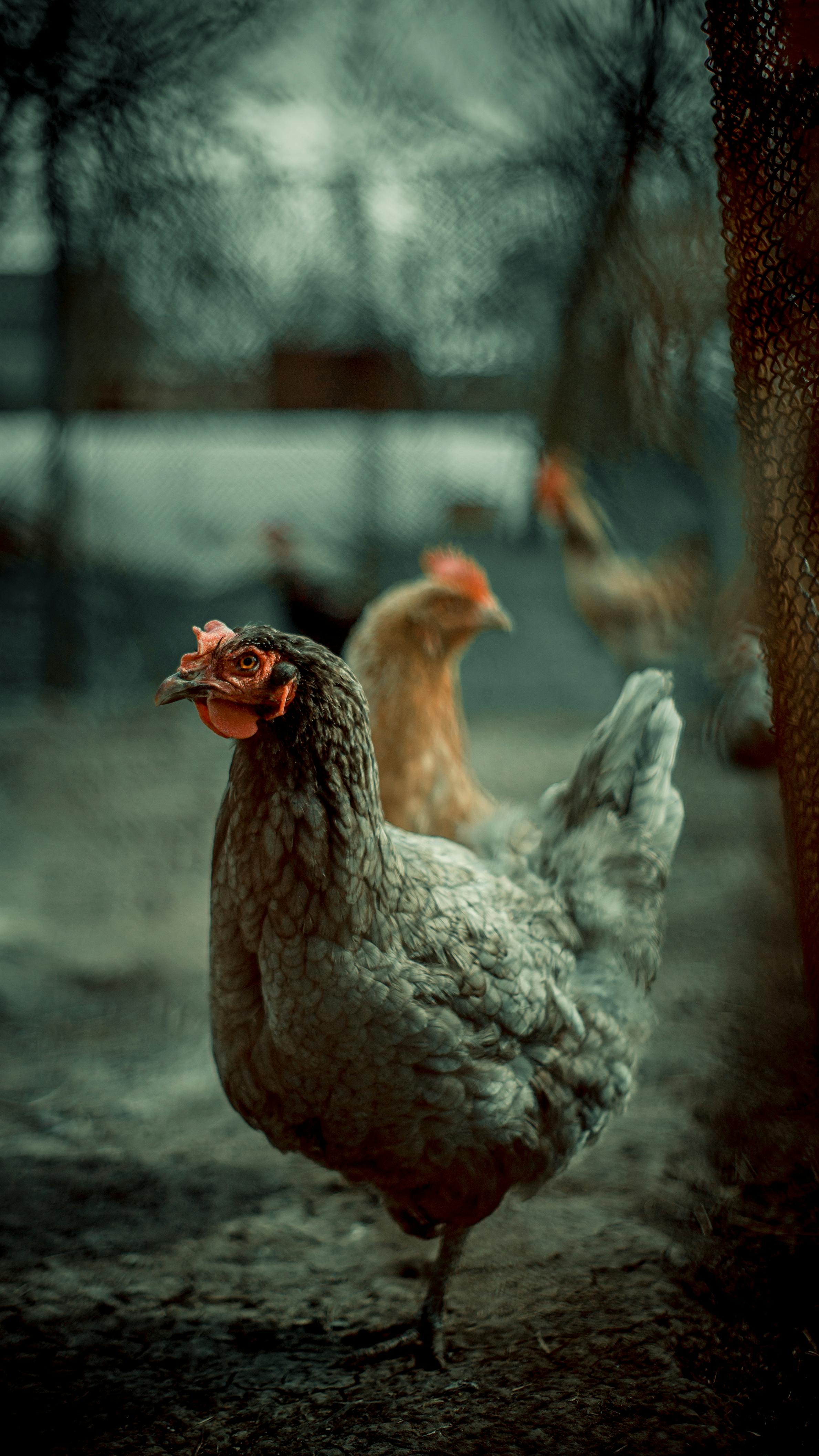 Chickens on traditional free range · Free Stock Photo