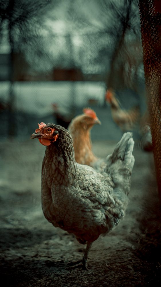 Chicken Background Photos, Download The BEST Free Chicken Background ...