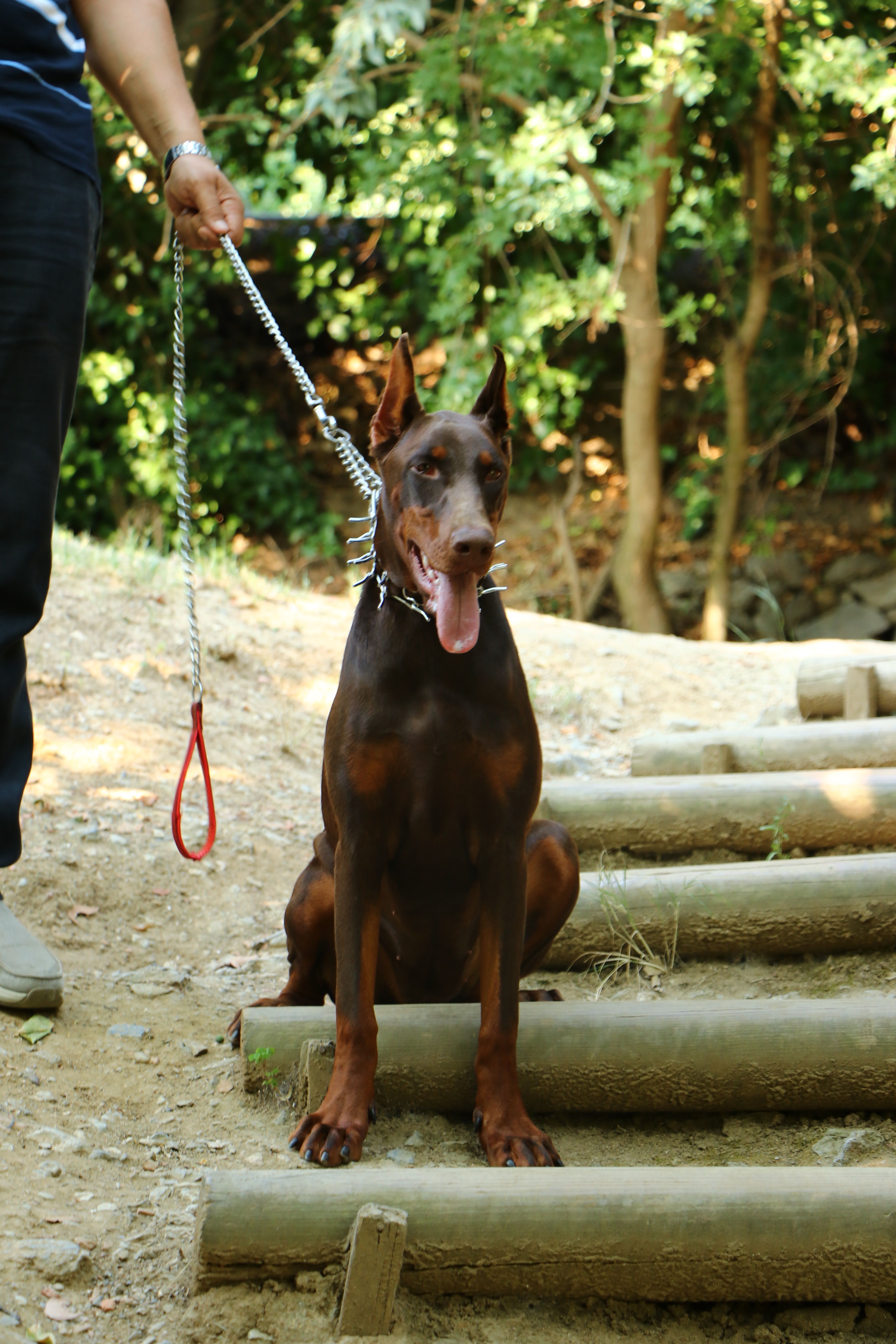 Doberman on a Chain Lead Sitting on Wooden Steps in a Park · Free Stock ...