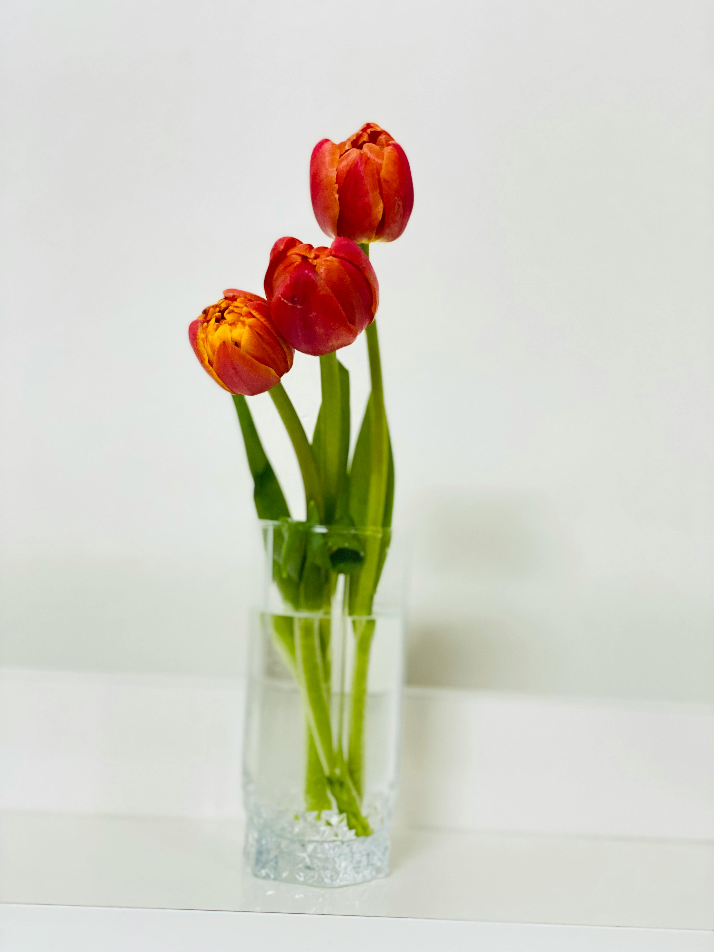 Red Flowers in White Vase · Free Stock Photo
