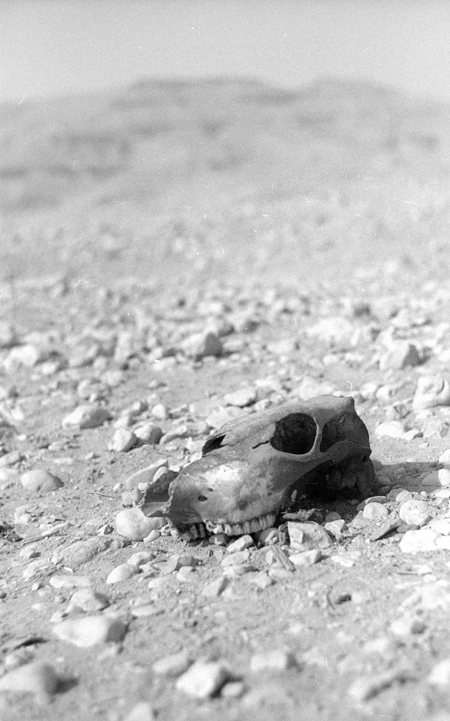 Sands The Skeleton Photos, Download The BEST Free Sands The Skeleton ...