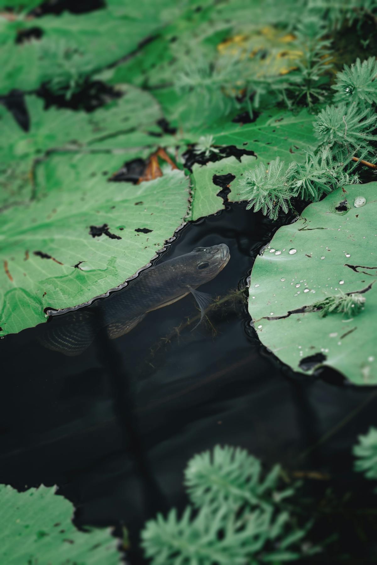 Mudfish Photos, Download The BEST Free Mudfish Stock Photos & HD Images