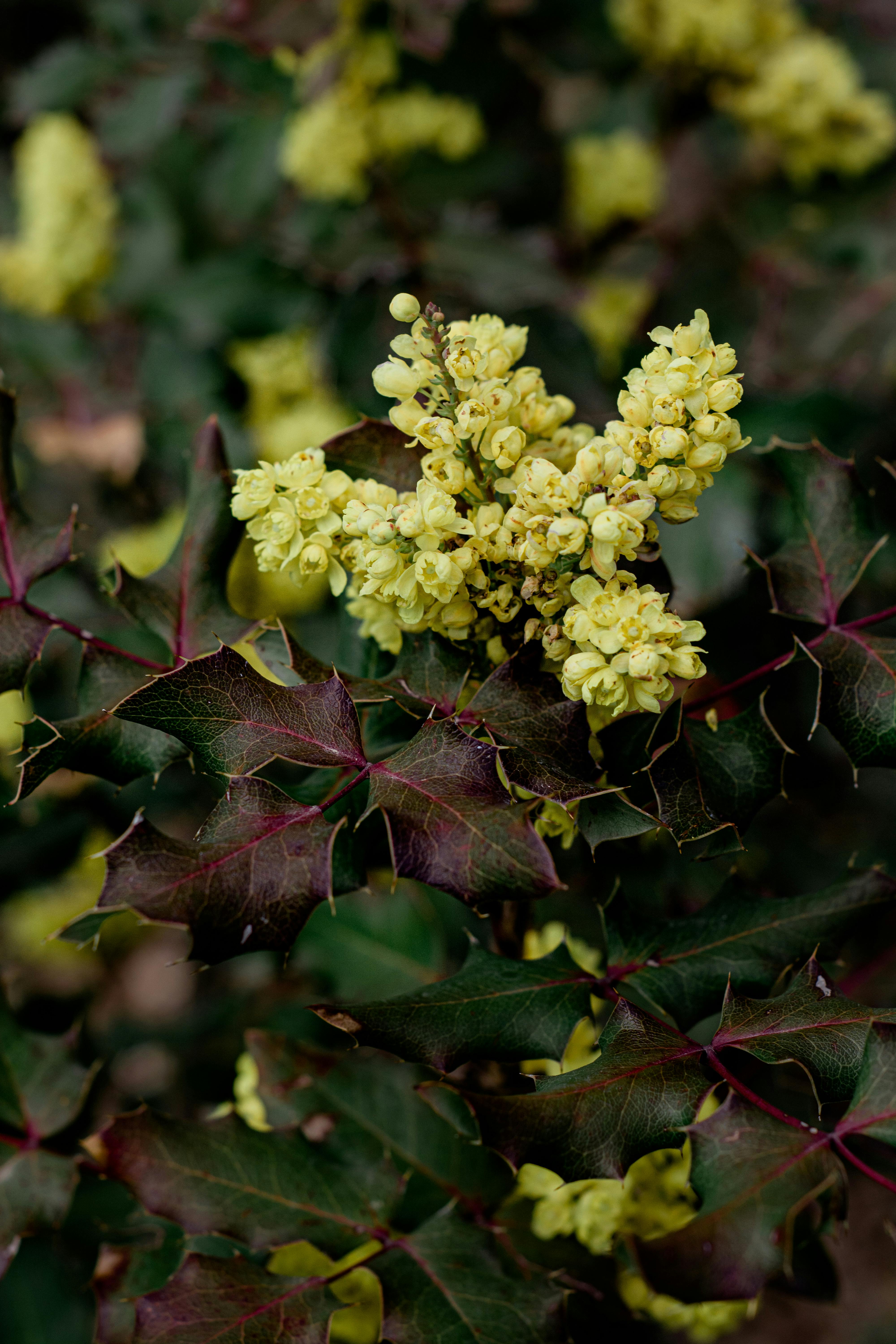 Close-up of a Flowering Oregon Grape · Free Stock Photo