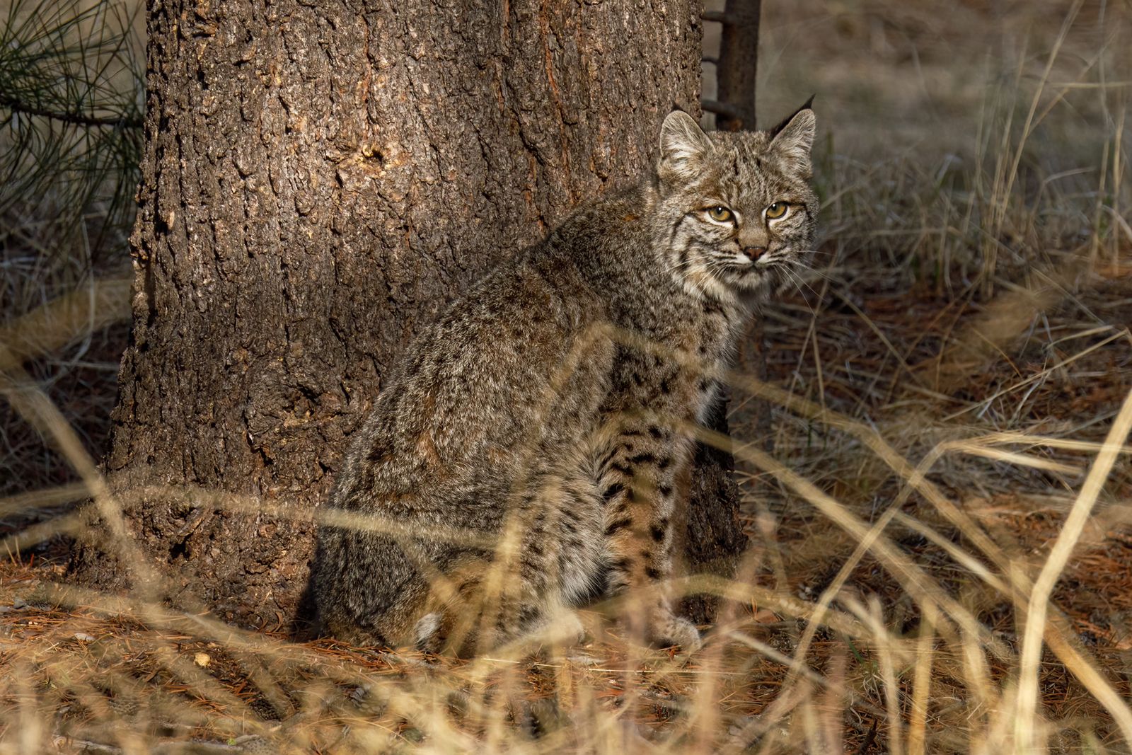 Lynx Photos, Download The BEST Free Lynx Stock Photos & HD Images