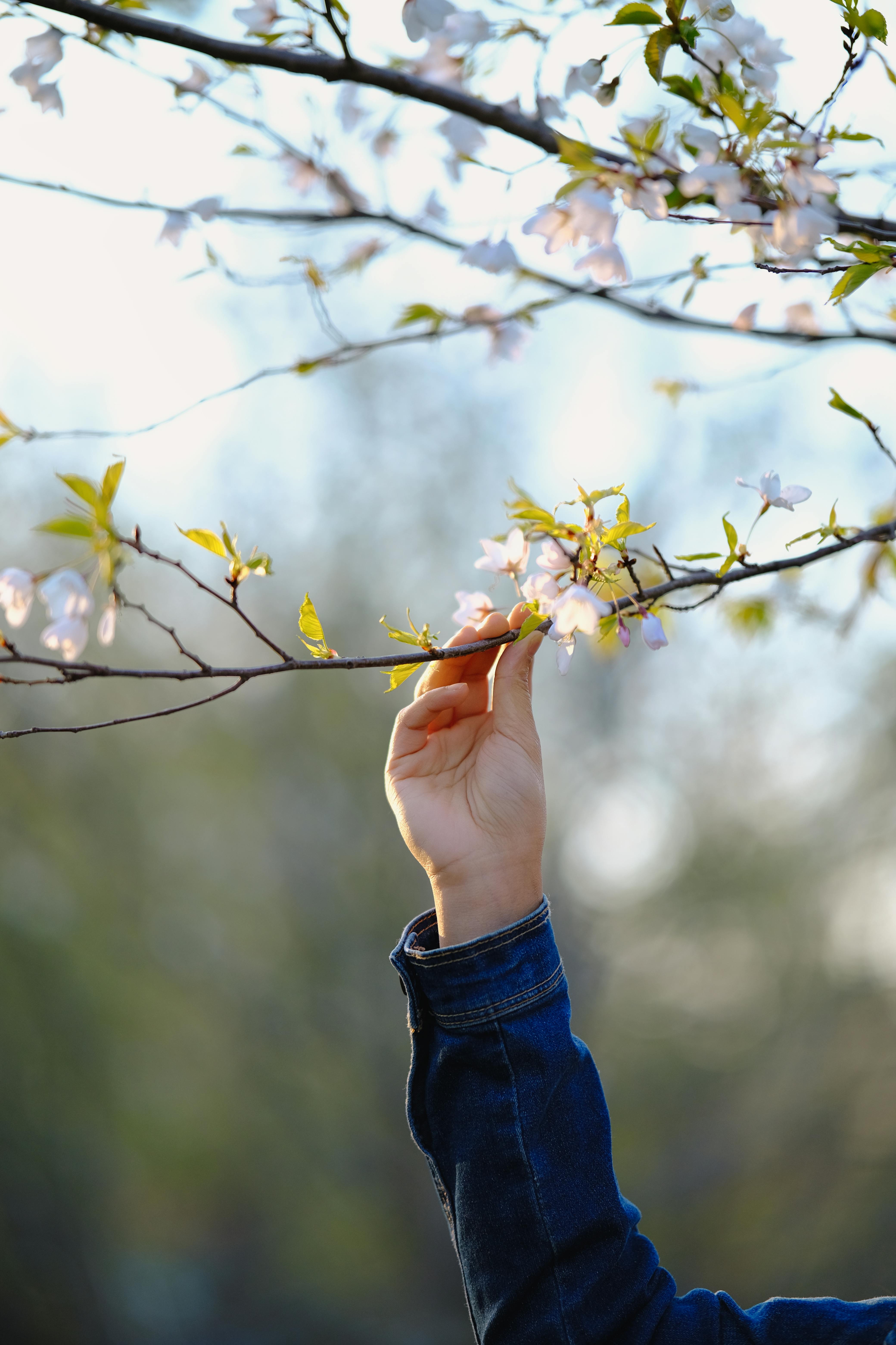Hand Touching Cherry Blossoms · Free Stock Photo