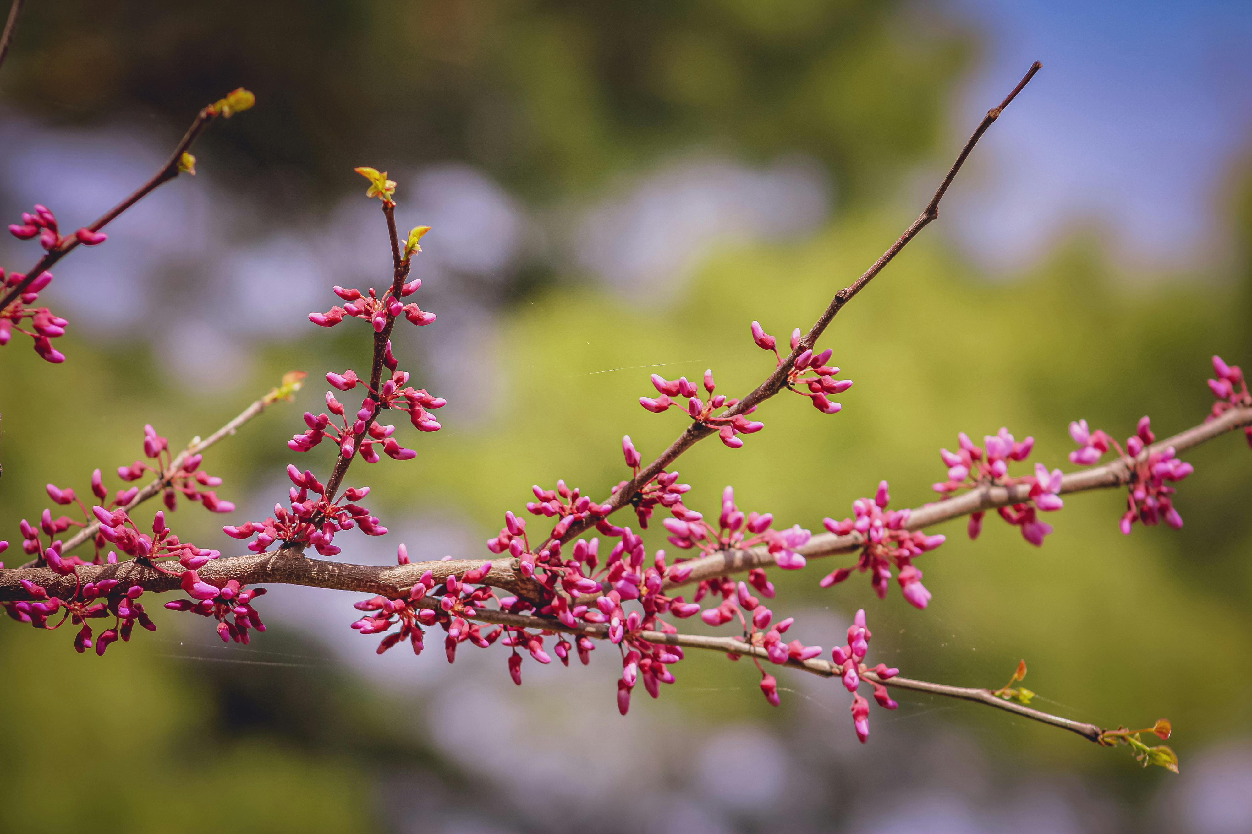 Redbud Photos, Download The BEST Free Redbud Stock Photos & HD Images