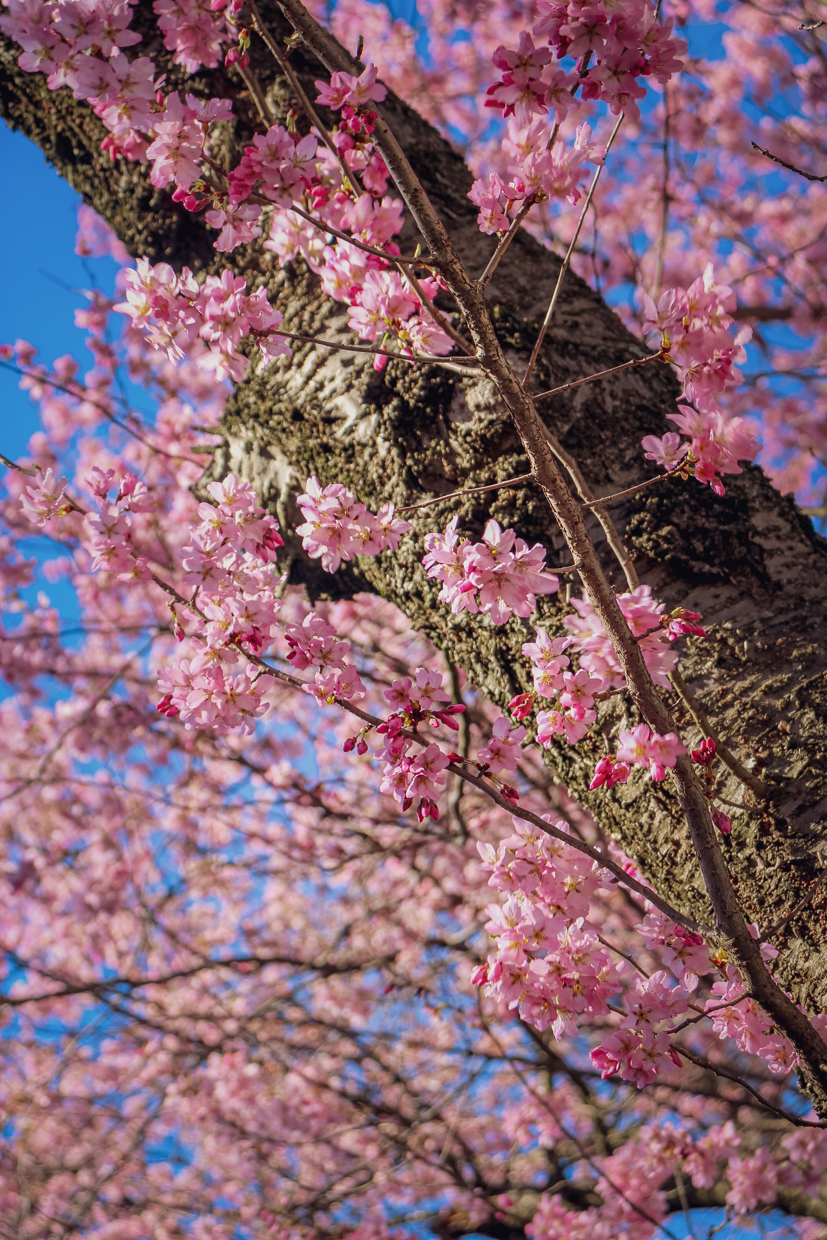 Close-up of Cherry Blossom · Free Stock Photo