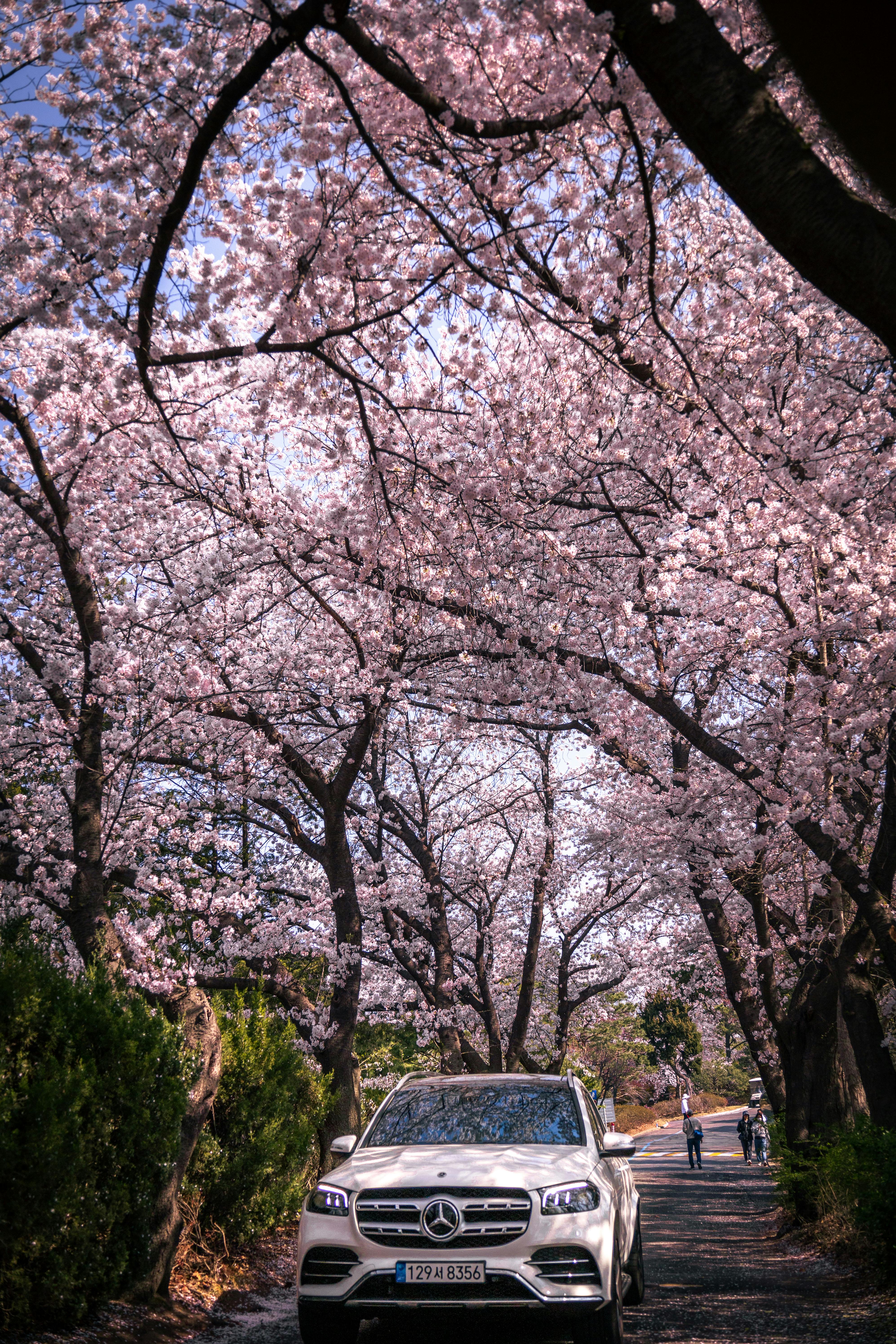 Car on the Street under Cherry Blossom Trees · Free Stock Photo