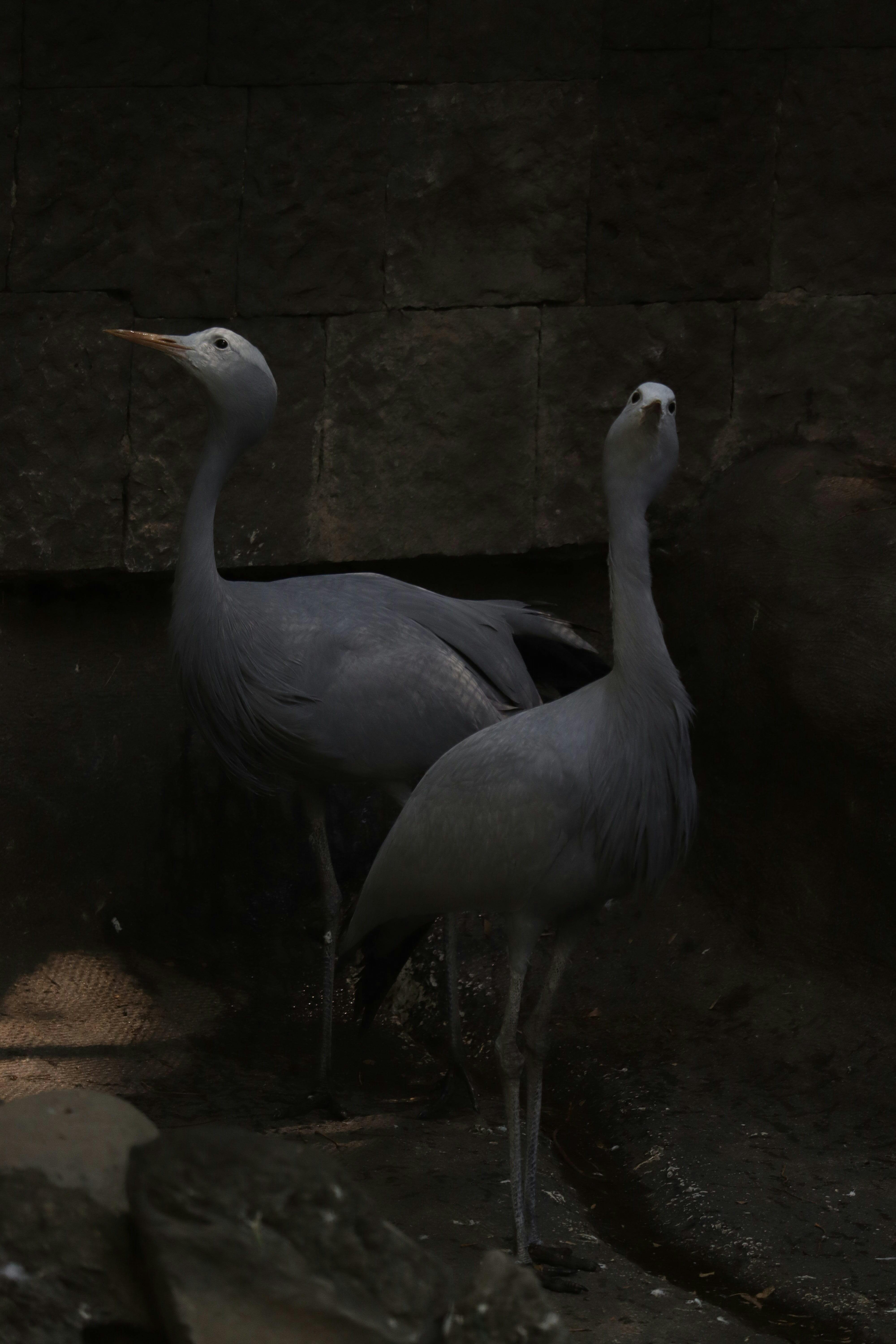 Blue Cranes at the Zoo · Free Stock Photo