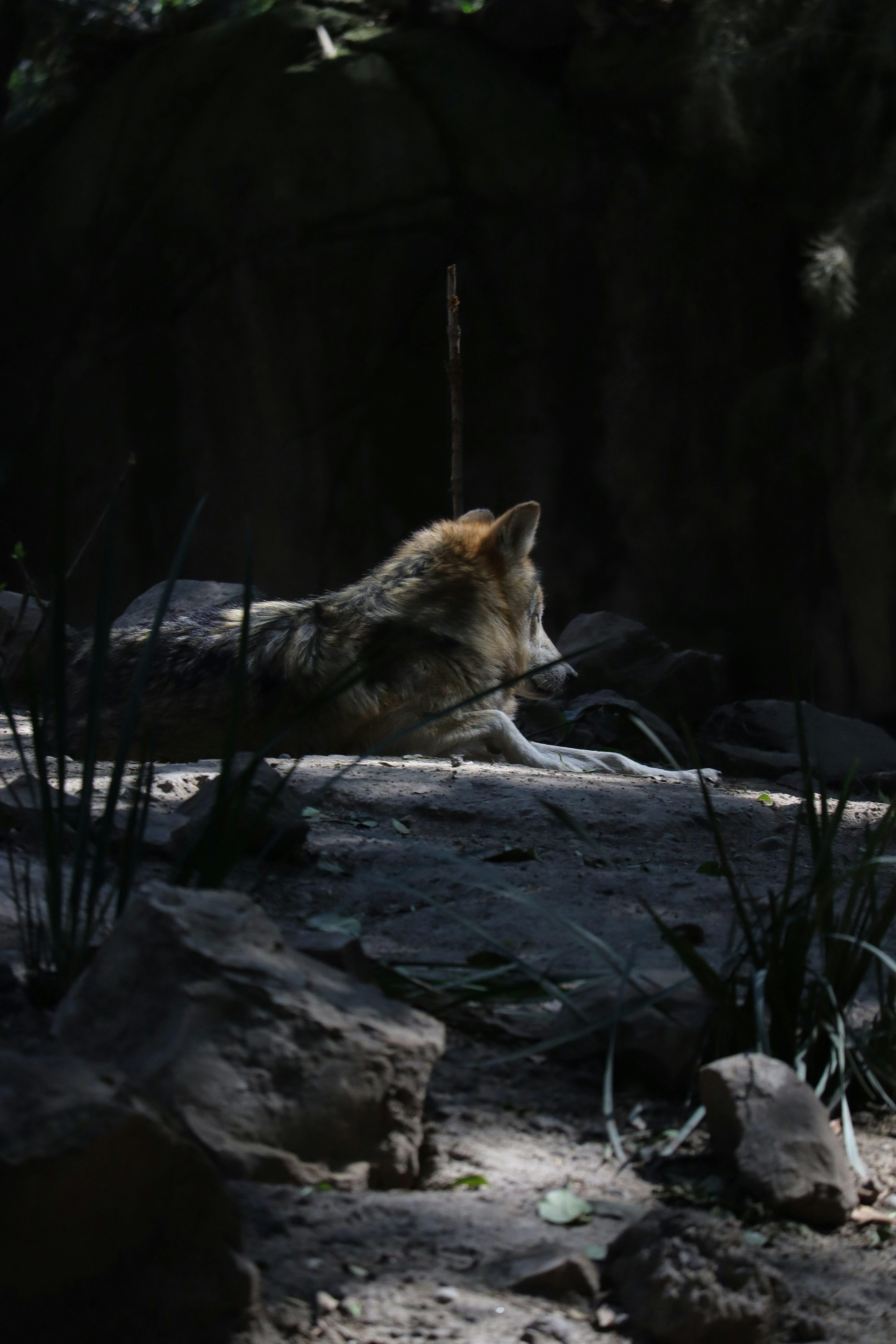 Wolf Calling Photos, Download The BEST Free Wolf Calling Stock Photos ...