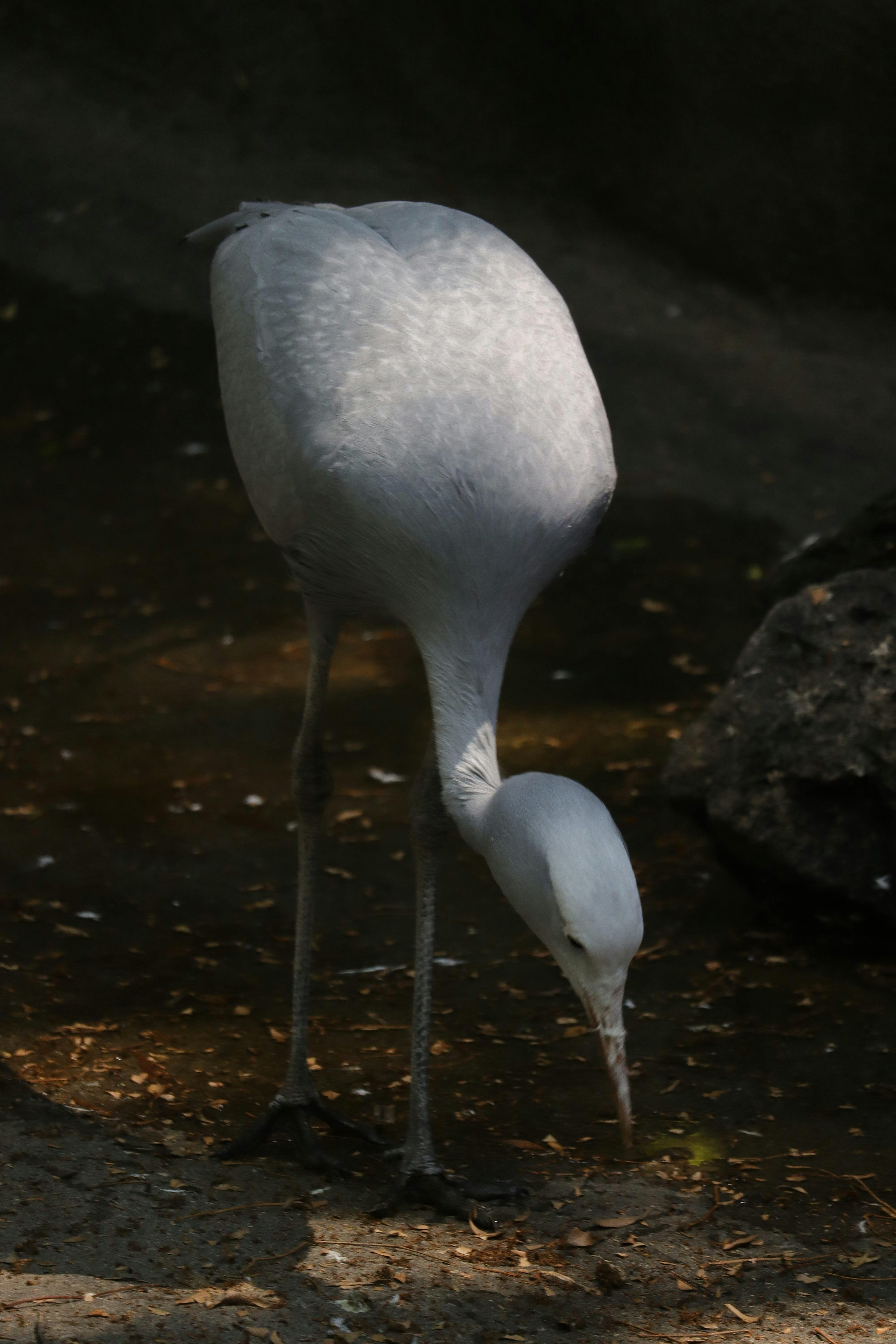 Wild Turkey Bird · Free Stock Photo