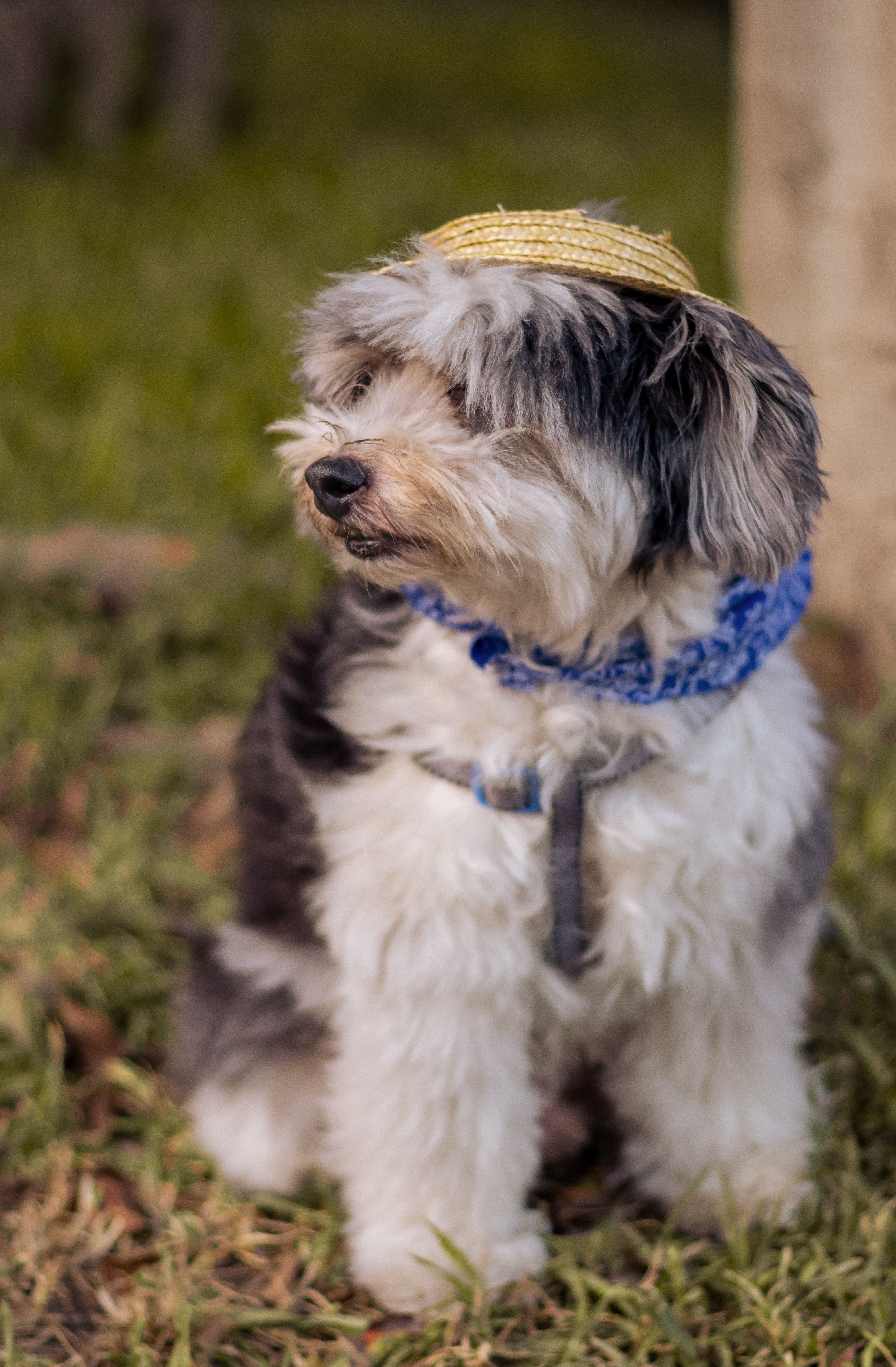 Little Dog in a Park · Free Stock Photo