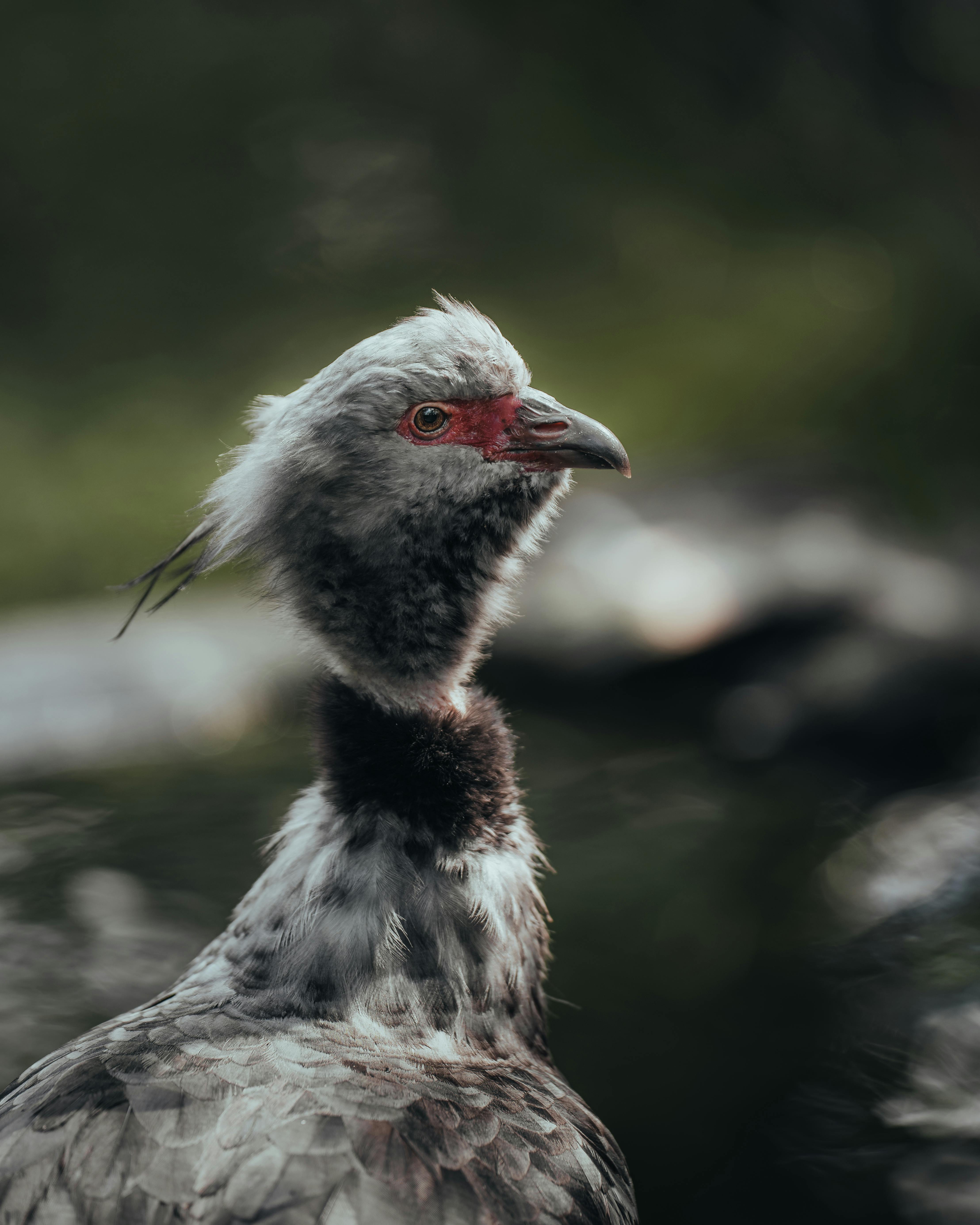 Bird Layout Photos, Download The BEST Free Bird Layout Stock Photos ...