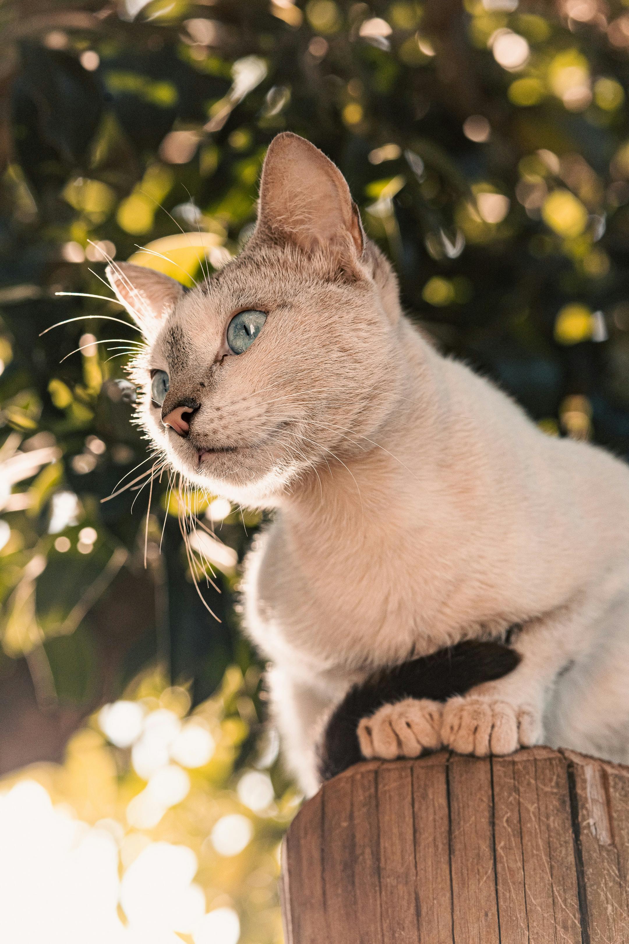 Cat Hanging From Tree Photos, Download The BEST Free Cat Hanging From ...