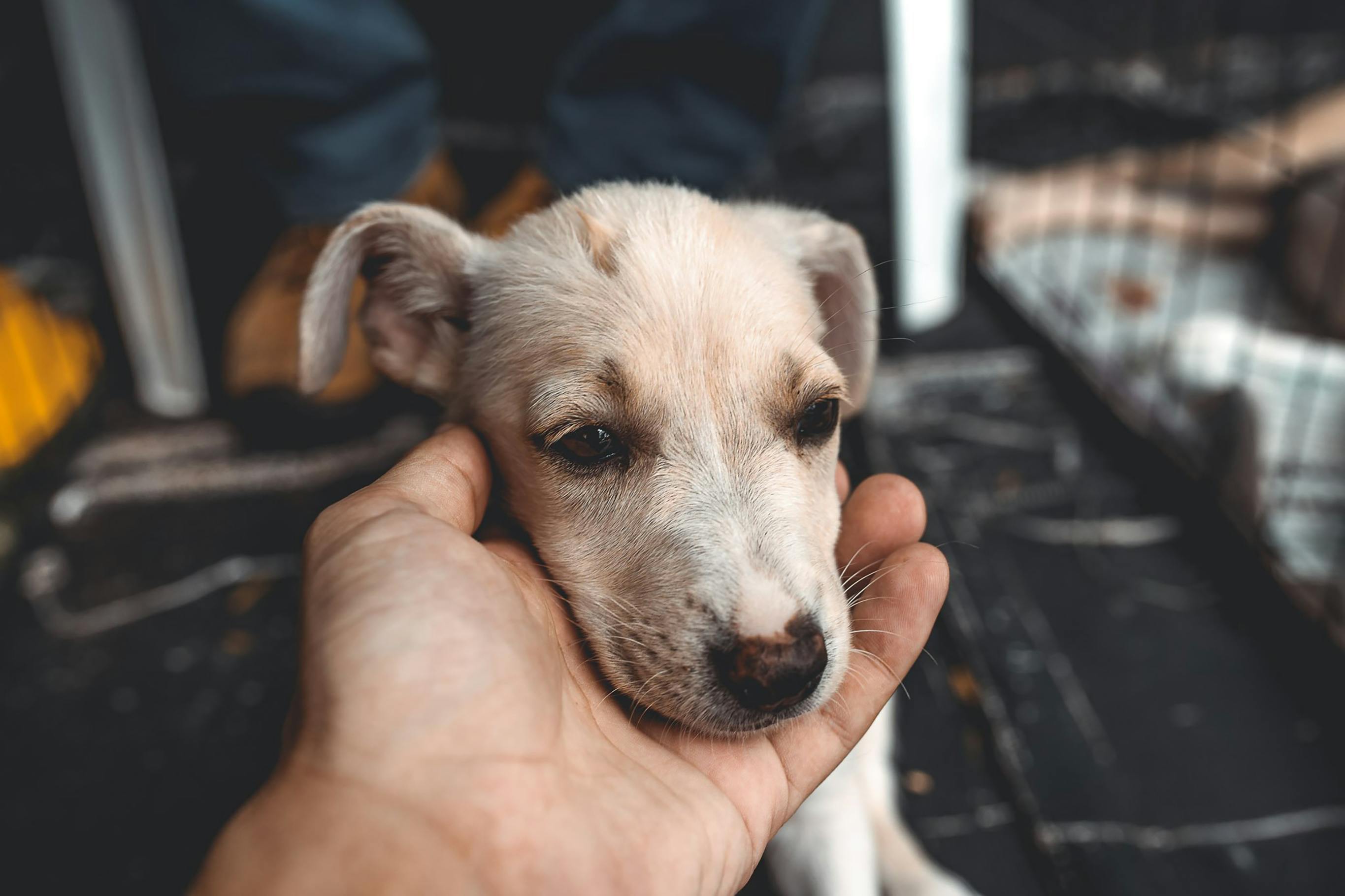 Hand Holding up Young Puppys Head · Free Stock Photo