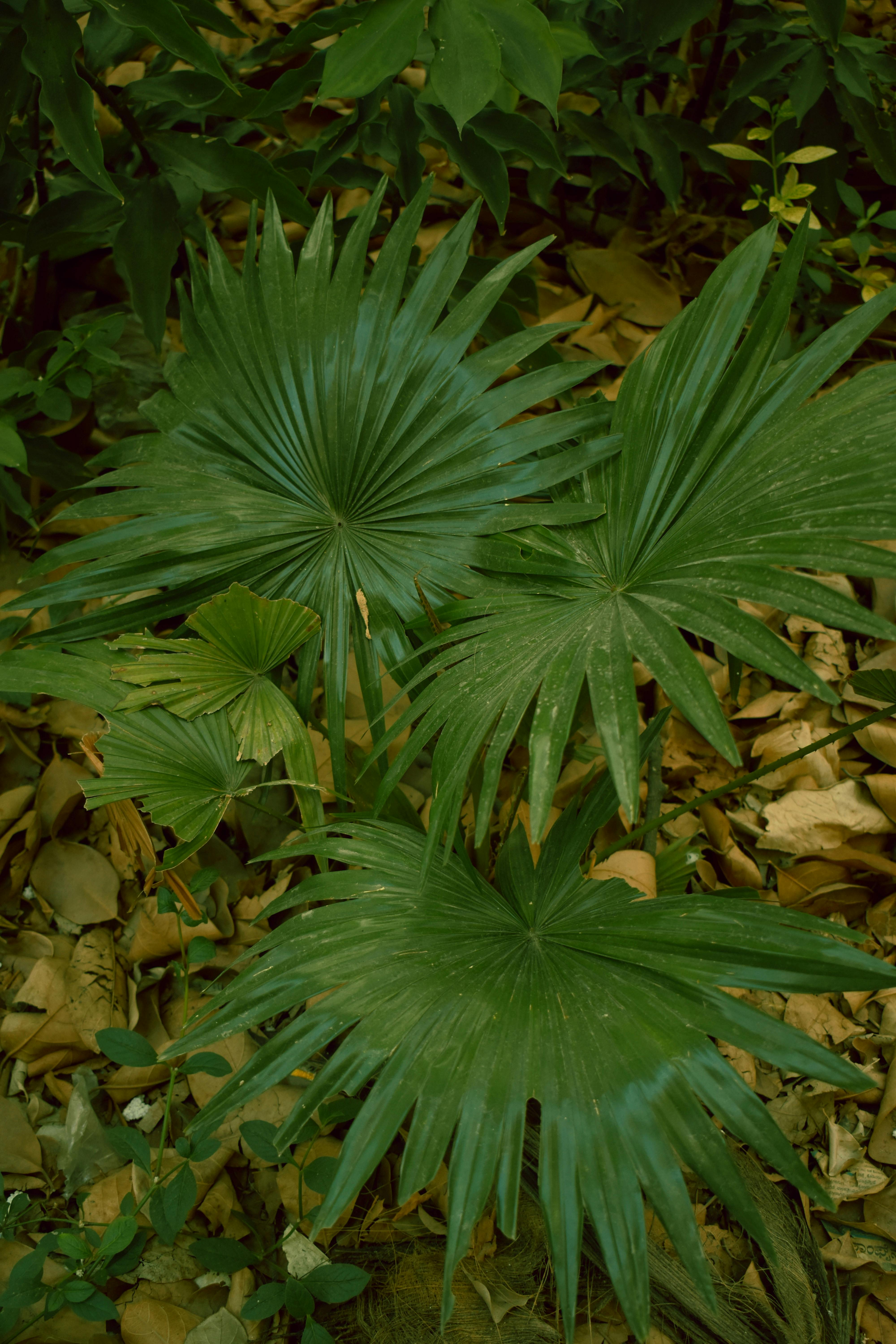 Green Fan Leaf Plant · Free Stock Photo