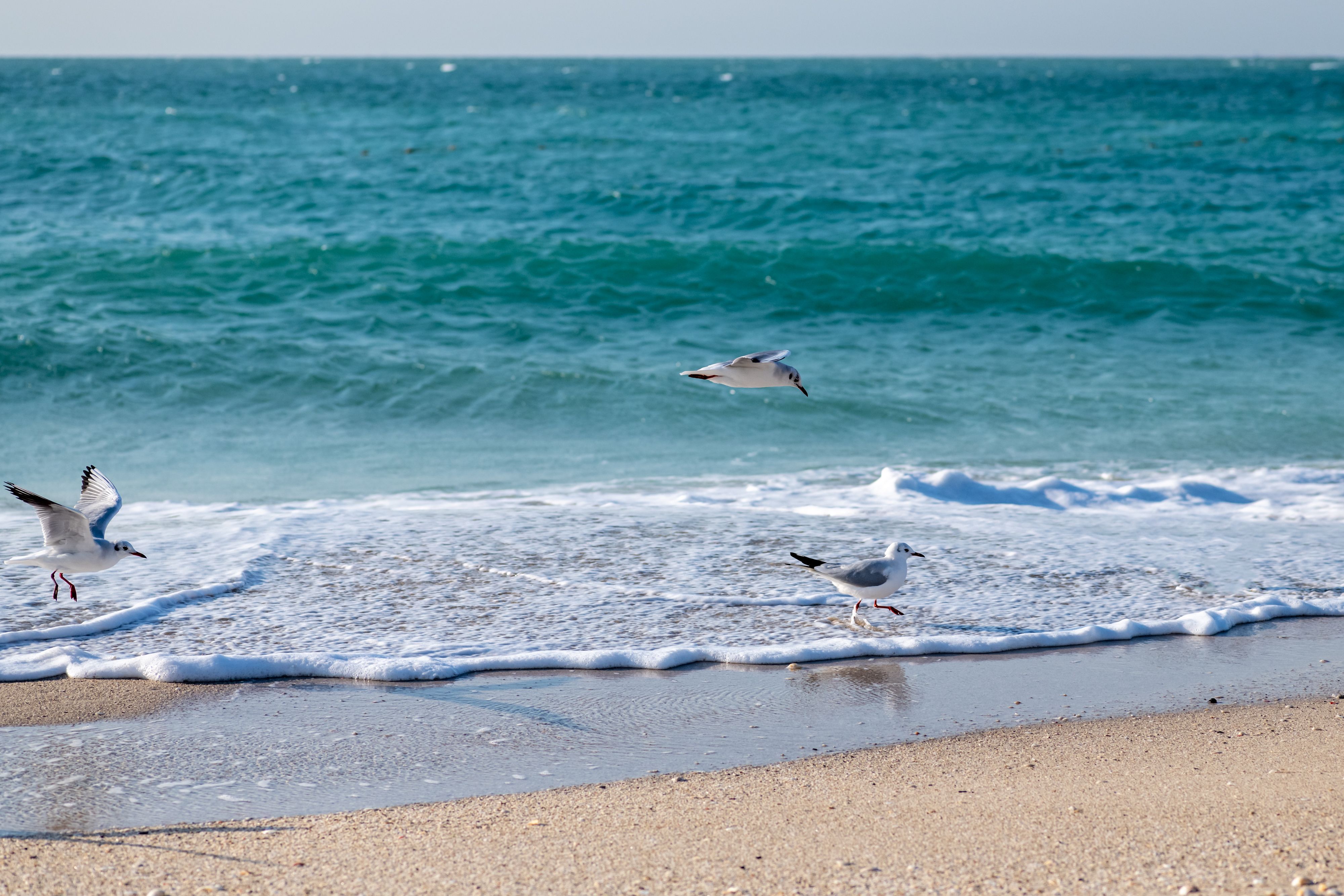 Birds on the beach · Free Stock Photo