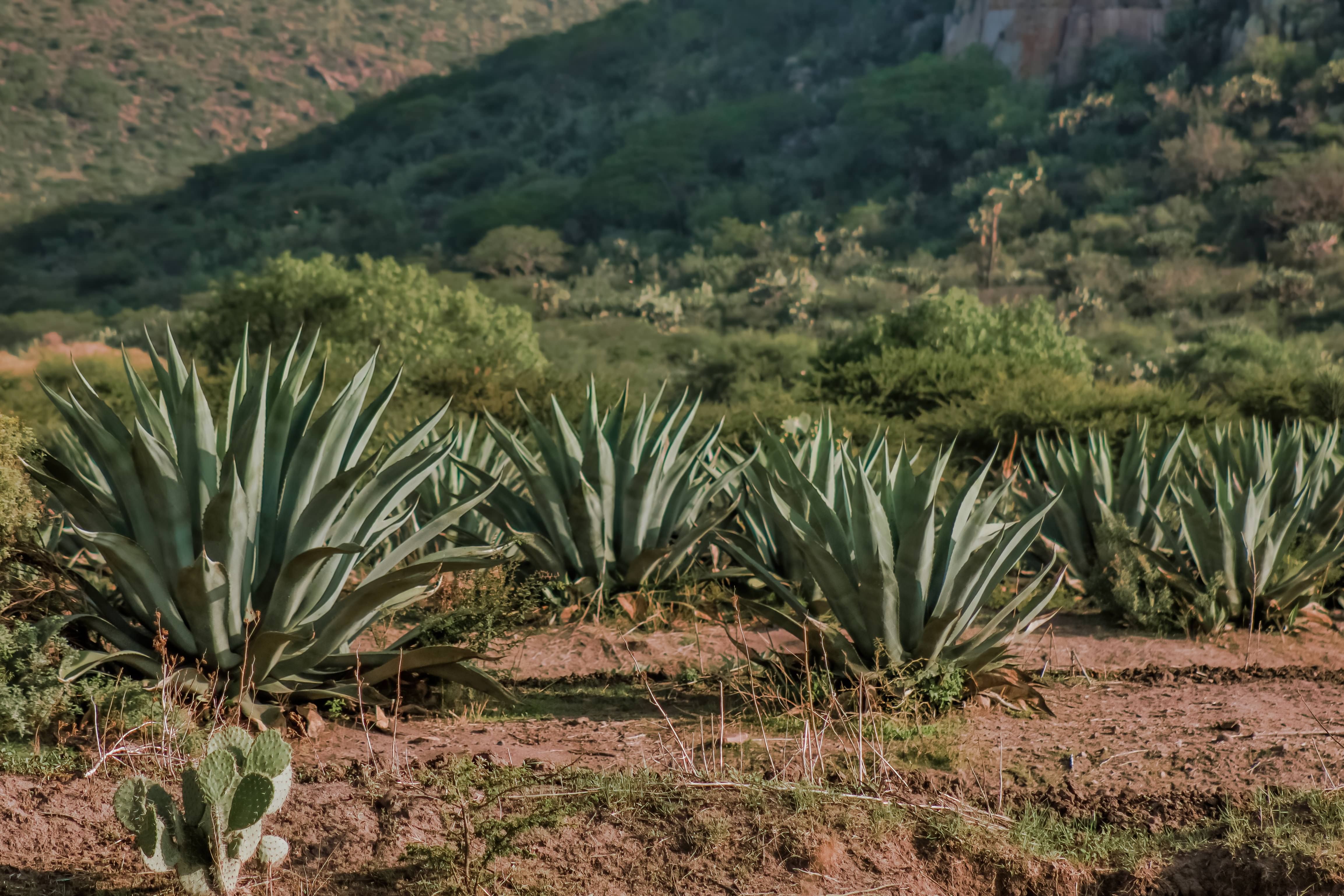 Agave on a Dessert · Free Stock Photo