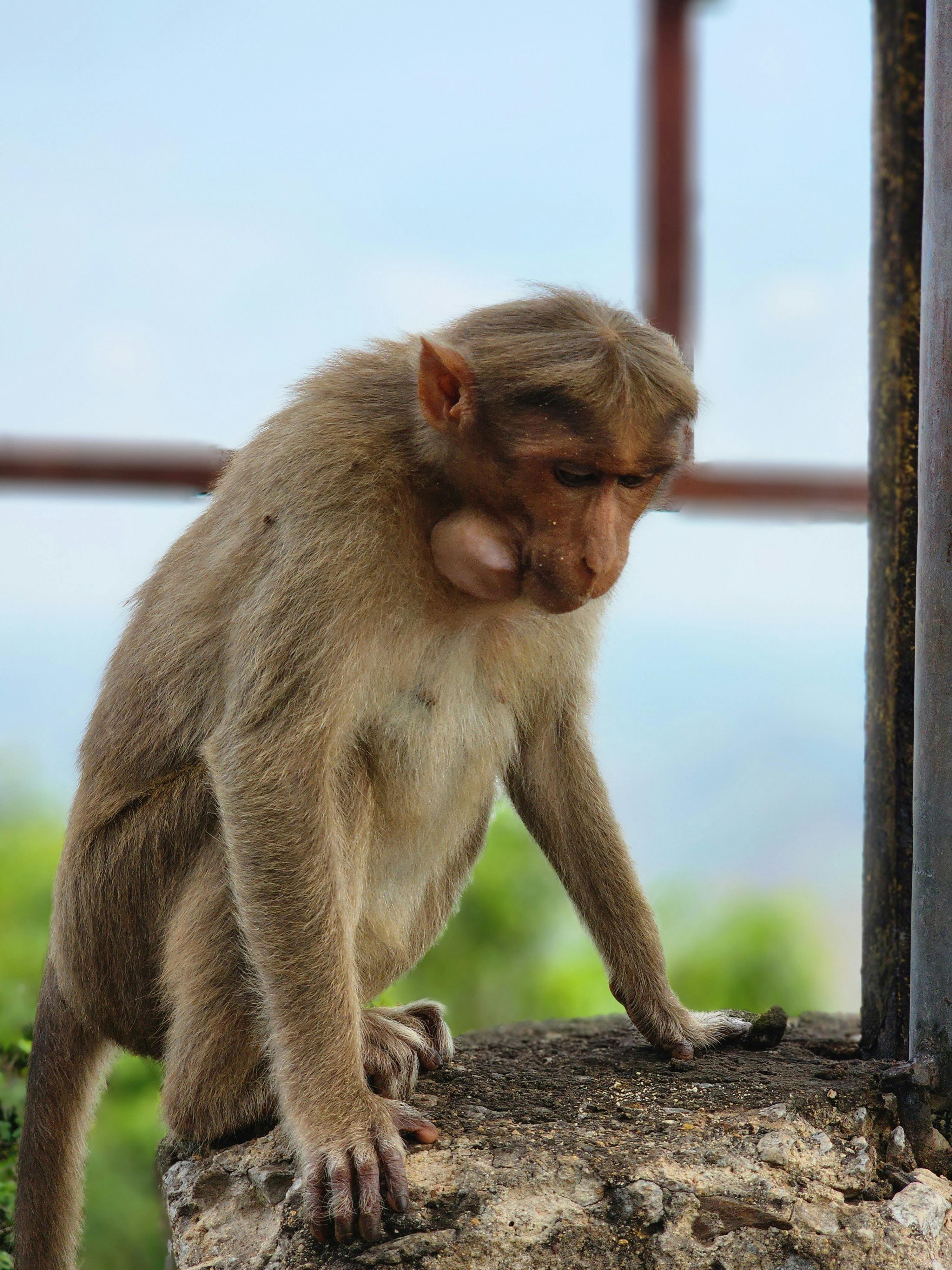 Photo of a Cute Macaque at the Zoo · Free Stock Photo