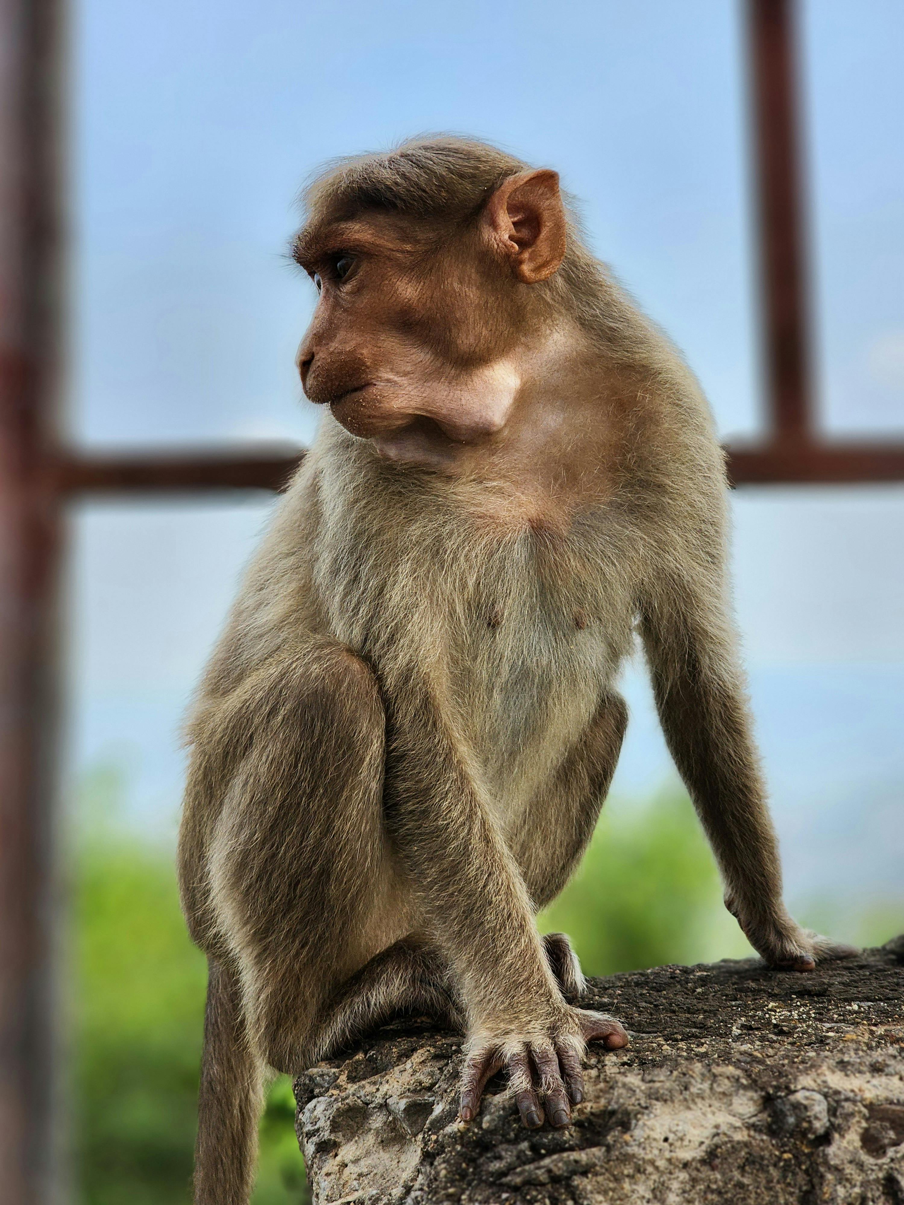 A Macaque at the Zoo · Free Stock Photo