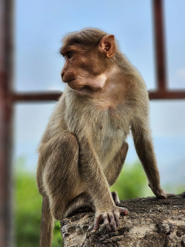 Macaque Photos, Download The BEST Free Macaque Stock Photos & HD Images
