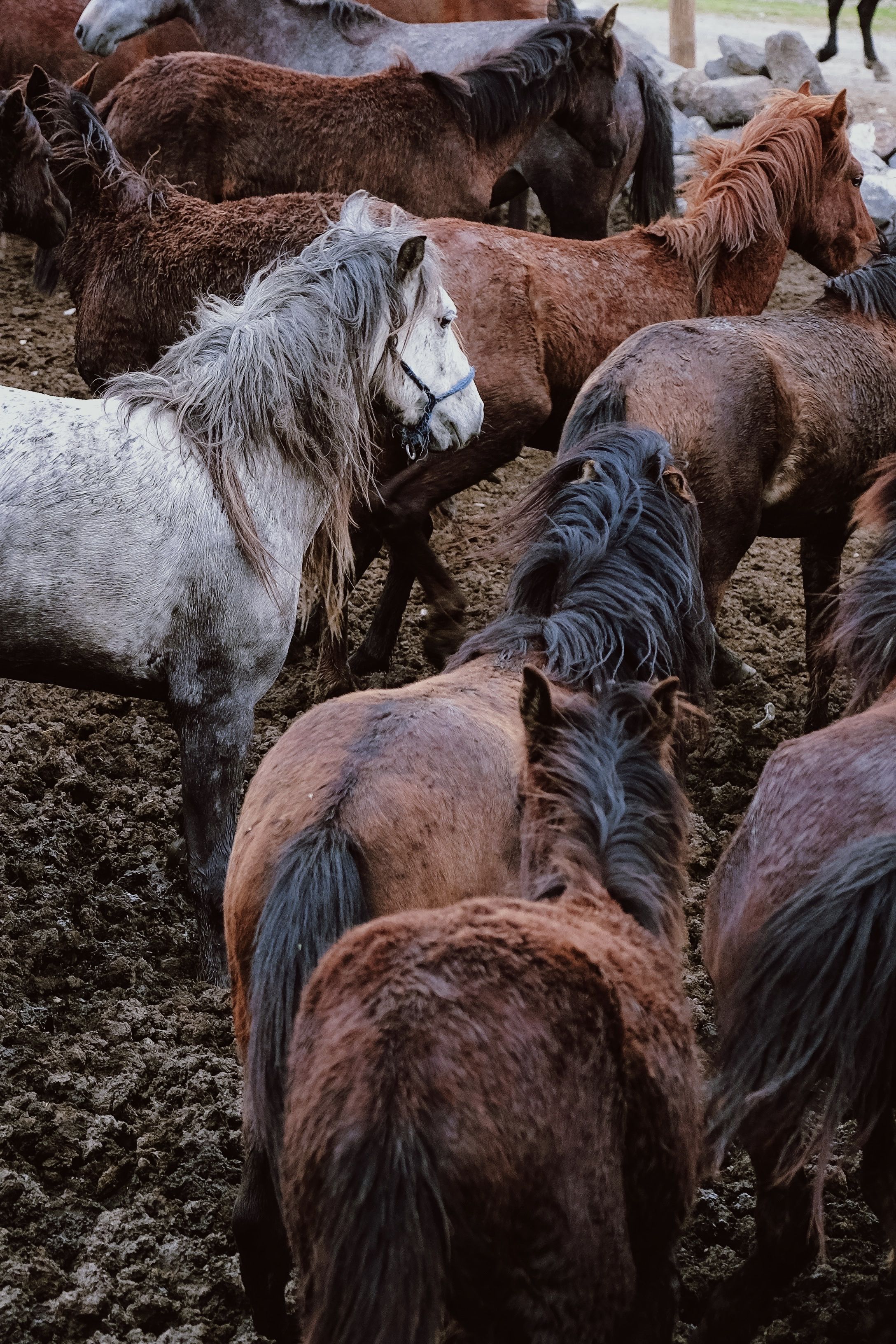 Foal Jumping on Farm · Free Stock Photo