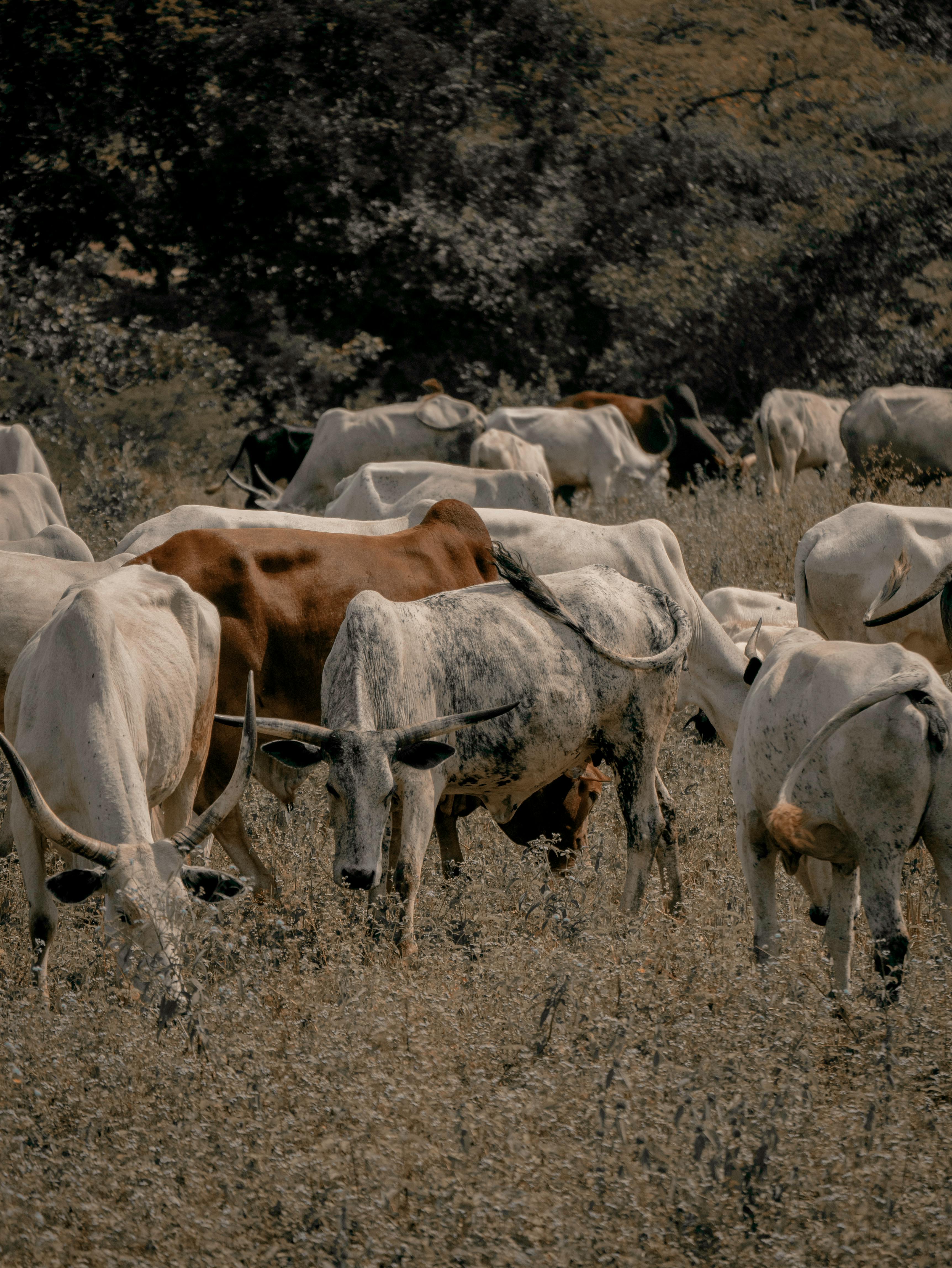 Week Cows Photos, Download The BEST Free Week Cows Stock Photos & HD Images