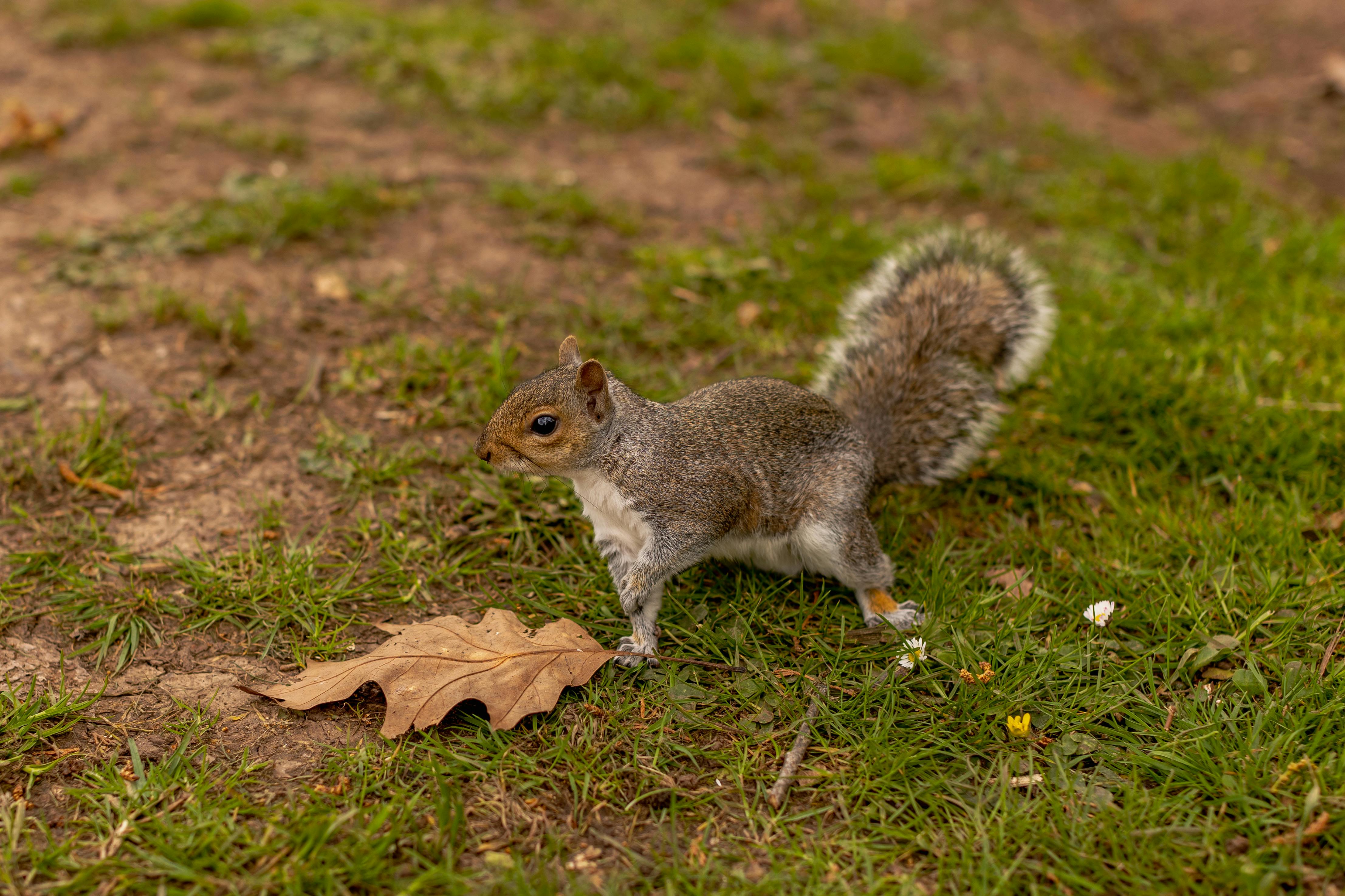 Wallpaper Squirrell Photos, Download The BEST Free Wallpaper Squirrell ...
