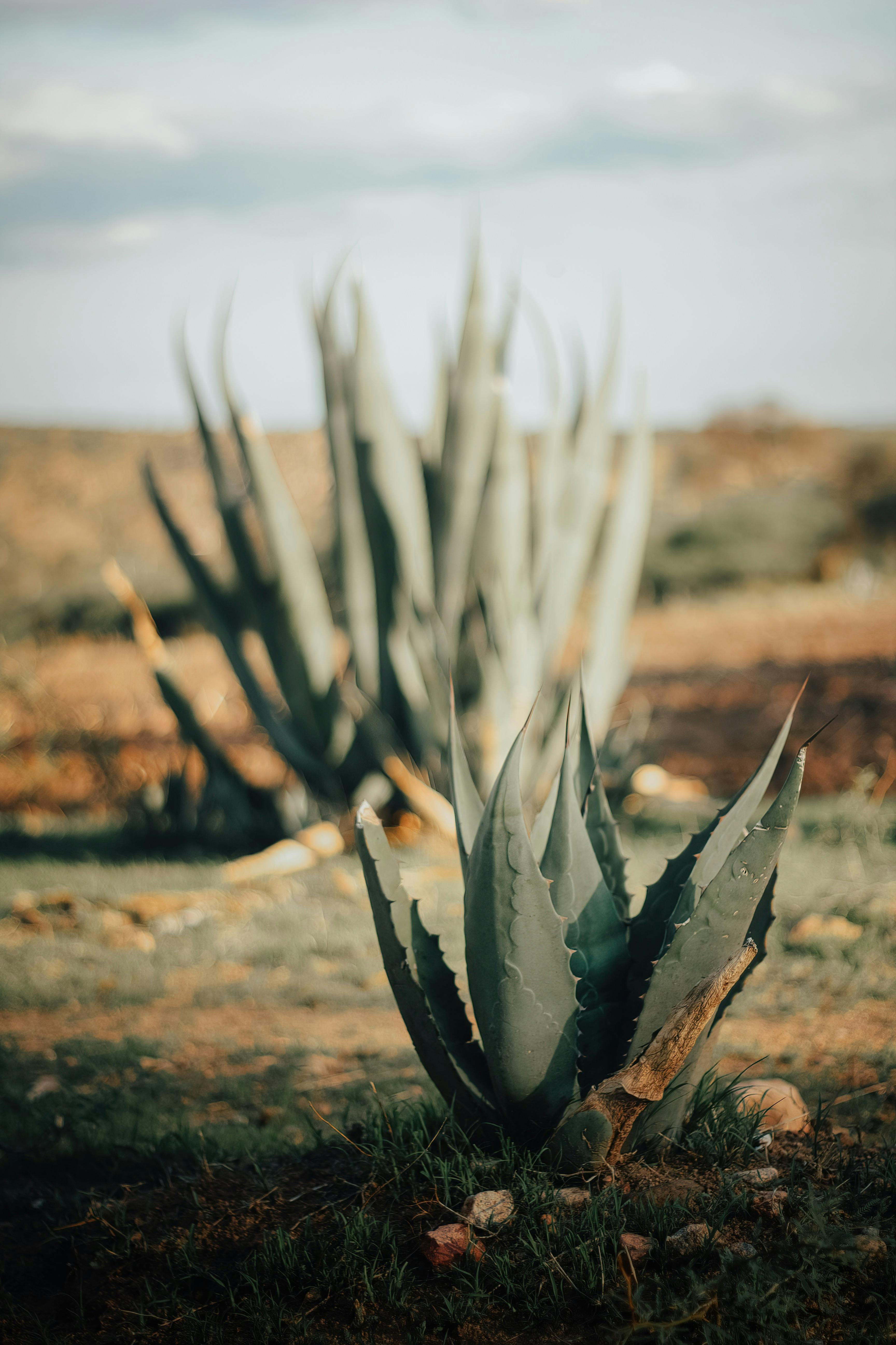 Desert Agave Photos, Download The BEST Free Desert Agave Stock Photos ...